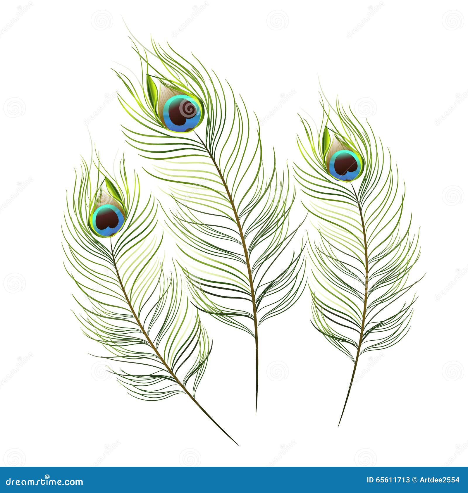 Fondo Aislado Vector De La Pluma Del Pavo Real Ilustración del Vector ...