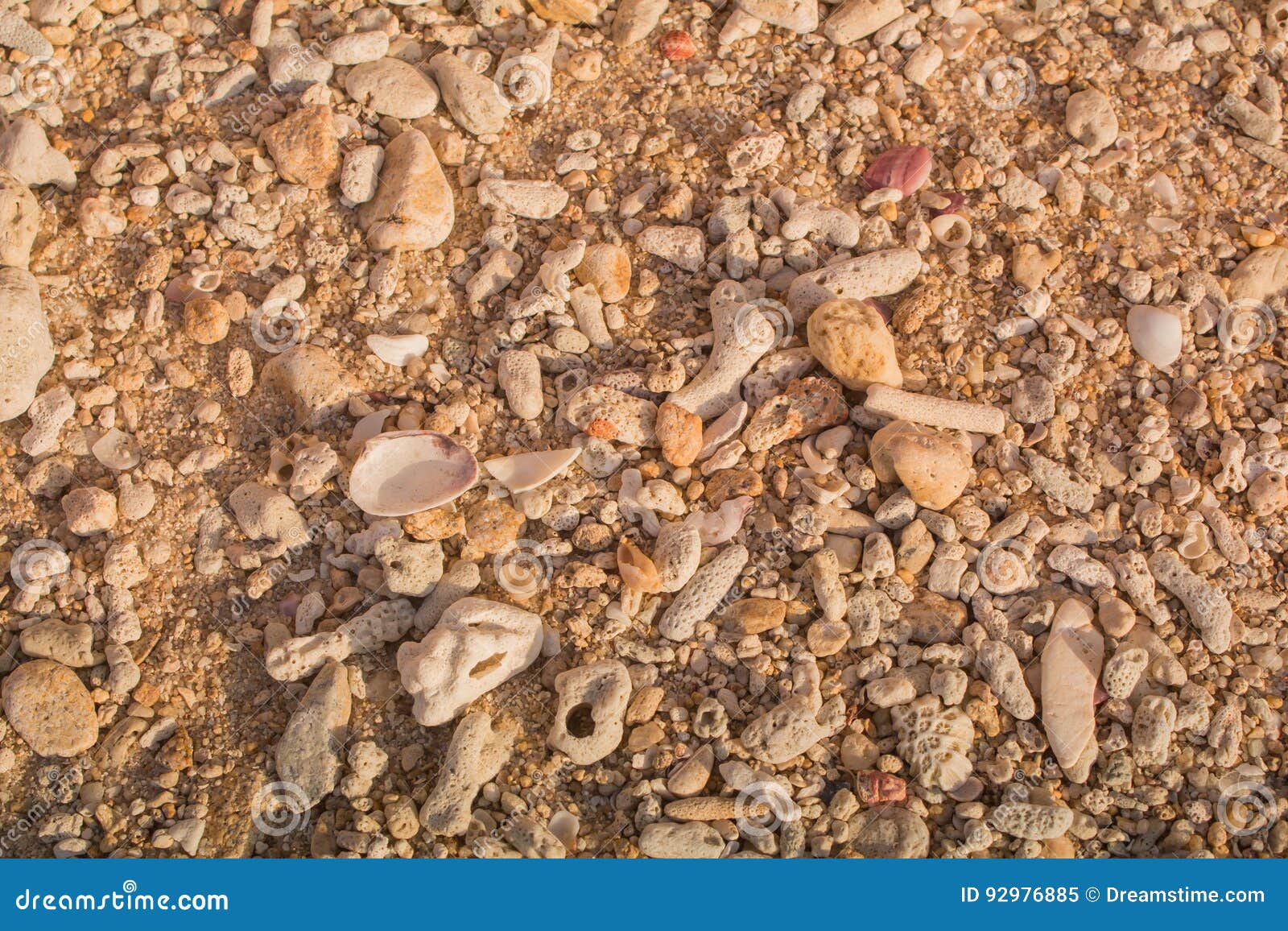 Fondo Arancio, Shell Marrone E Di Corallo in Asia Phuket Tailandia ...