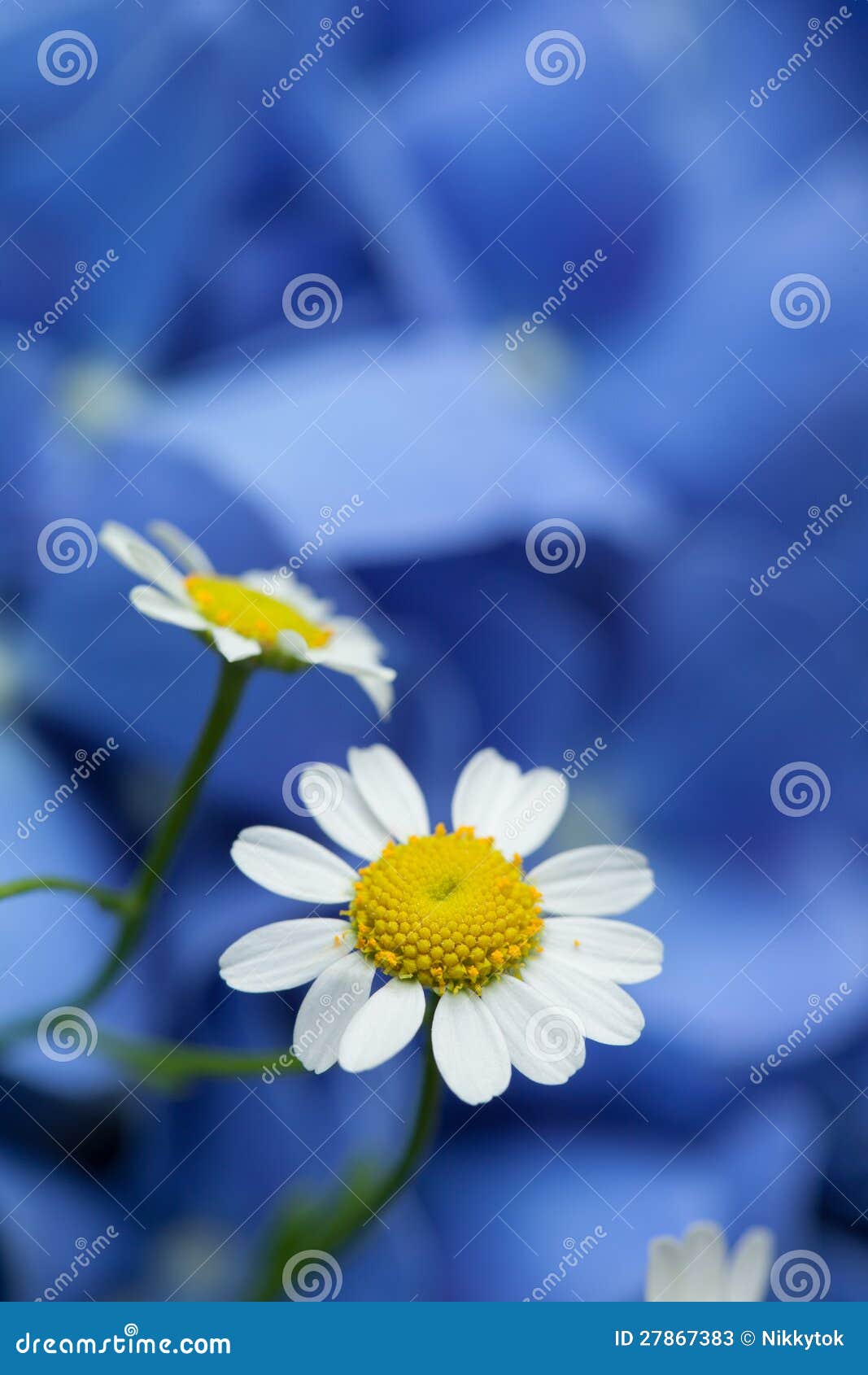 Fondo Azul Con La Manzanilla Imagen de archivo - Imagen de arte, flora ...