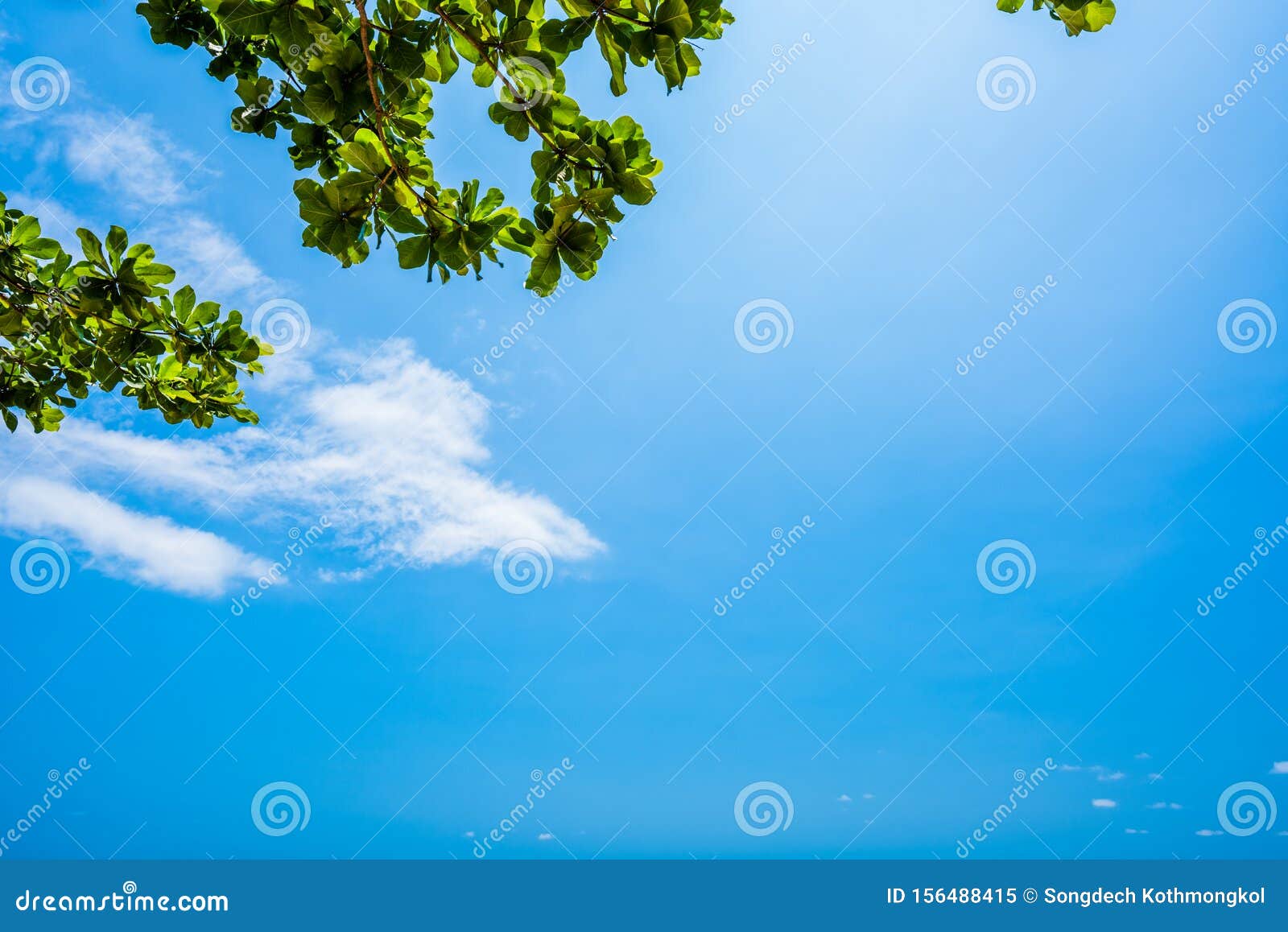 Fondo azul de cielo y hoja imagen de archivo. Imagen de follaje - 156488415