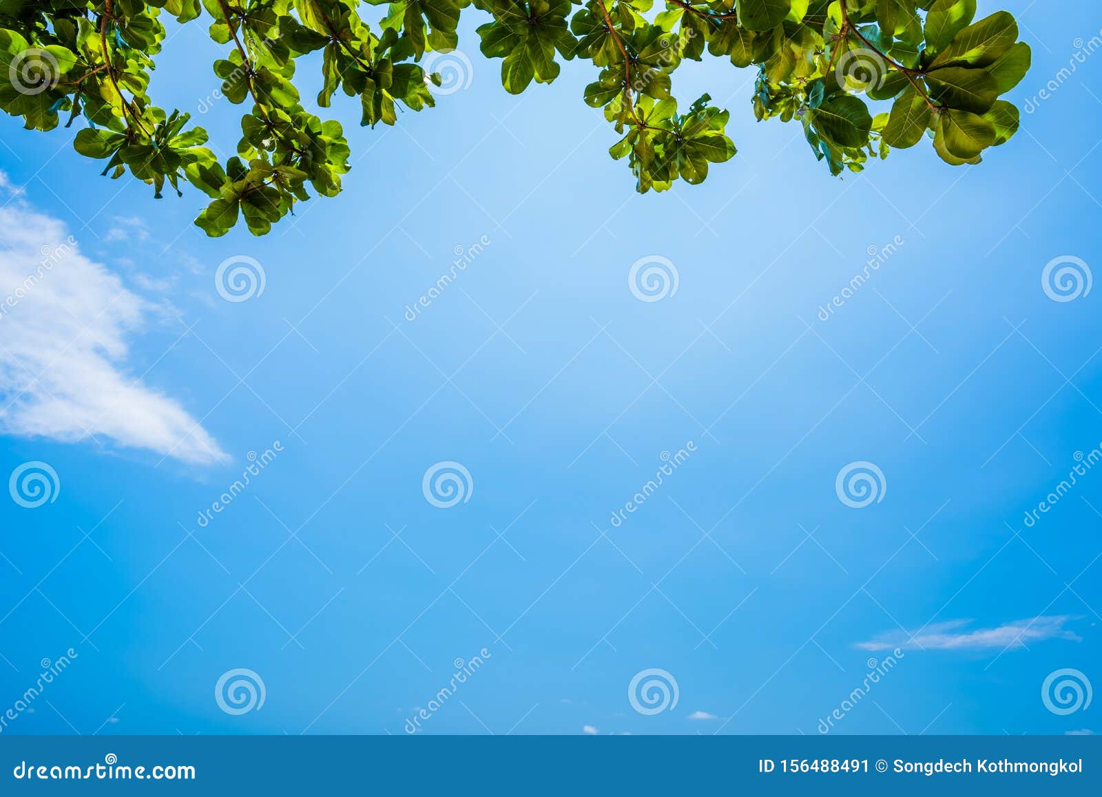 Fondo azul de cielo y hoja imagen de archivo. Imagen de hojas - 156488491