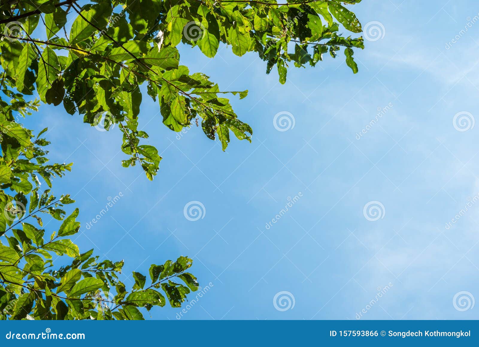 Fondo azul de cielo y hoja foto de archivo. Imagen de fondo - 157593866
