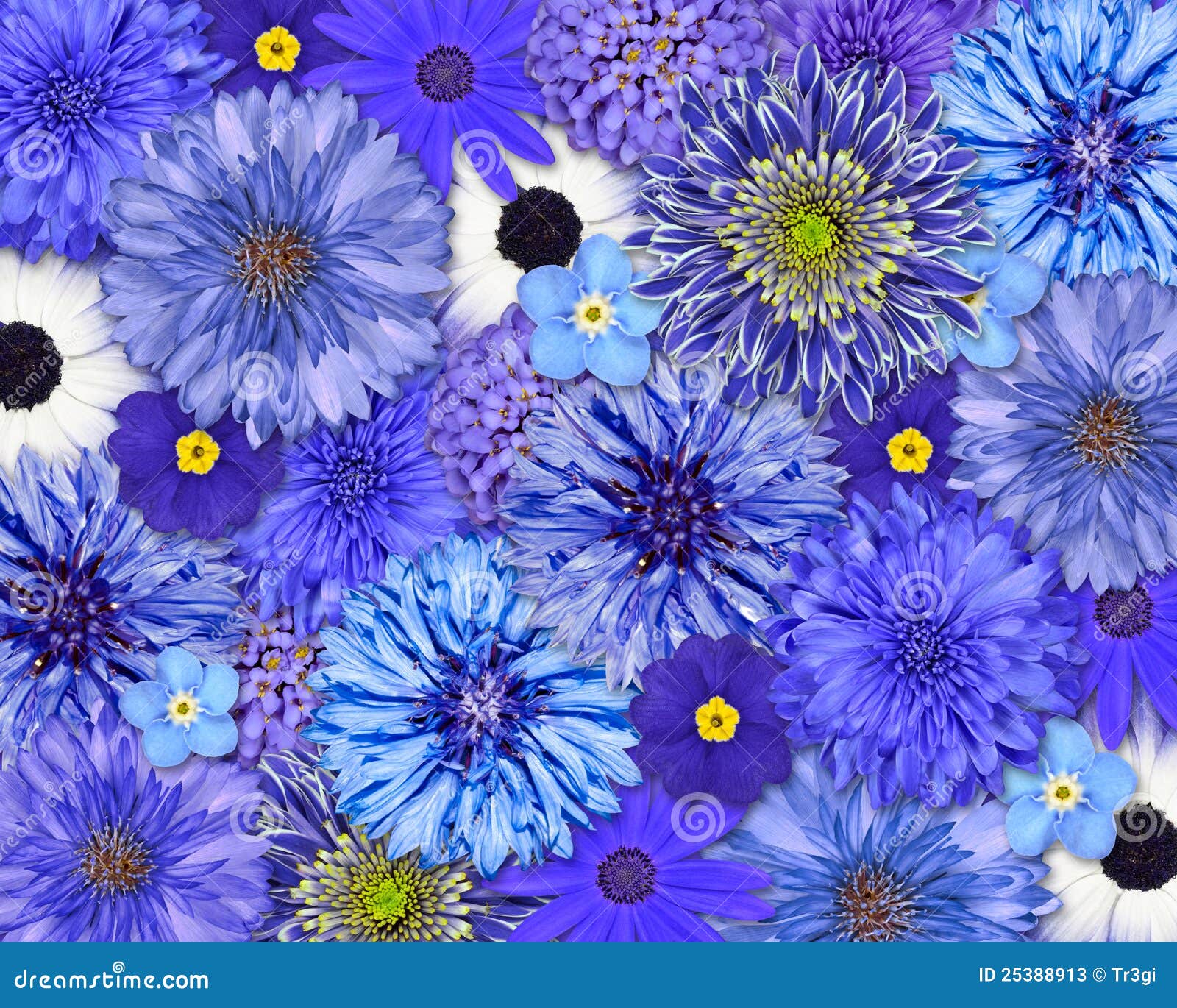 Fondo azul de la flor imagen de archivo. Imagen de flor - 25388913