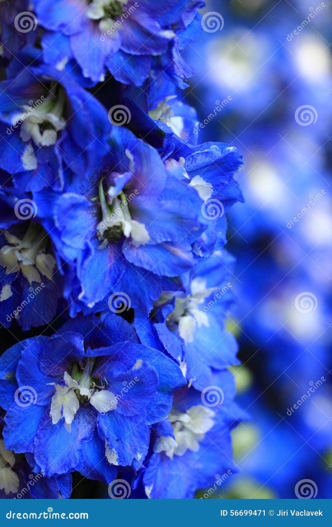 Fondo Azul De La Flor Del Delfinio Imagen de archivo - Imagen de campo ...