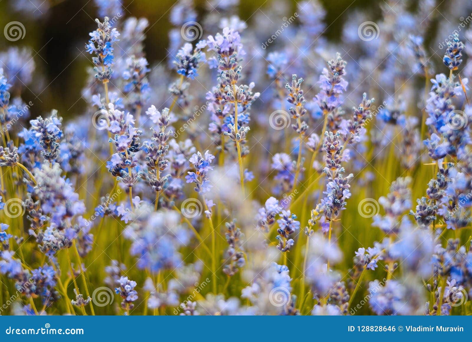 Fondo azul Lavanda-floral foto de archivo. Imagen de manos - 128828646