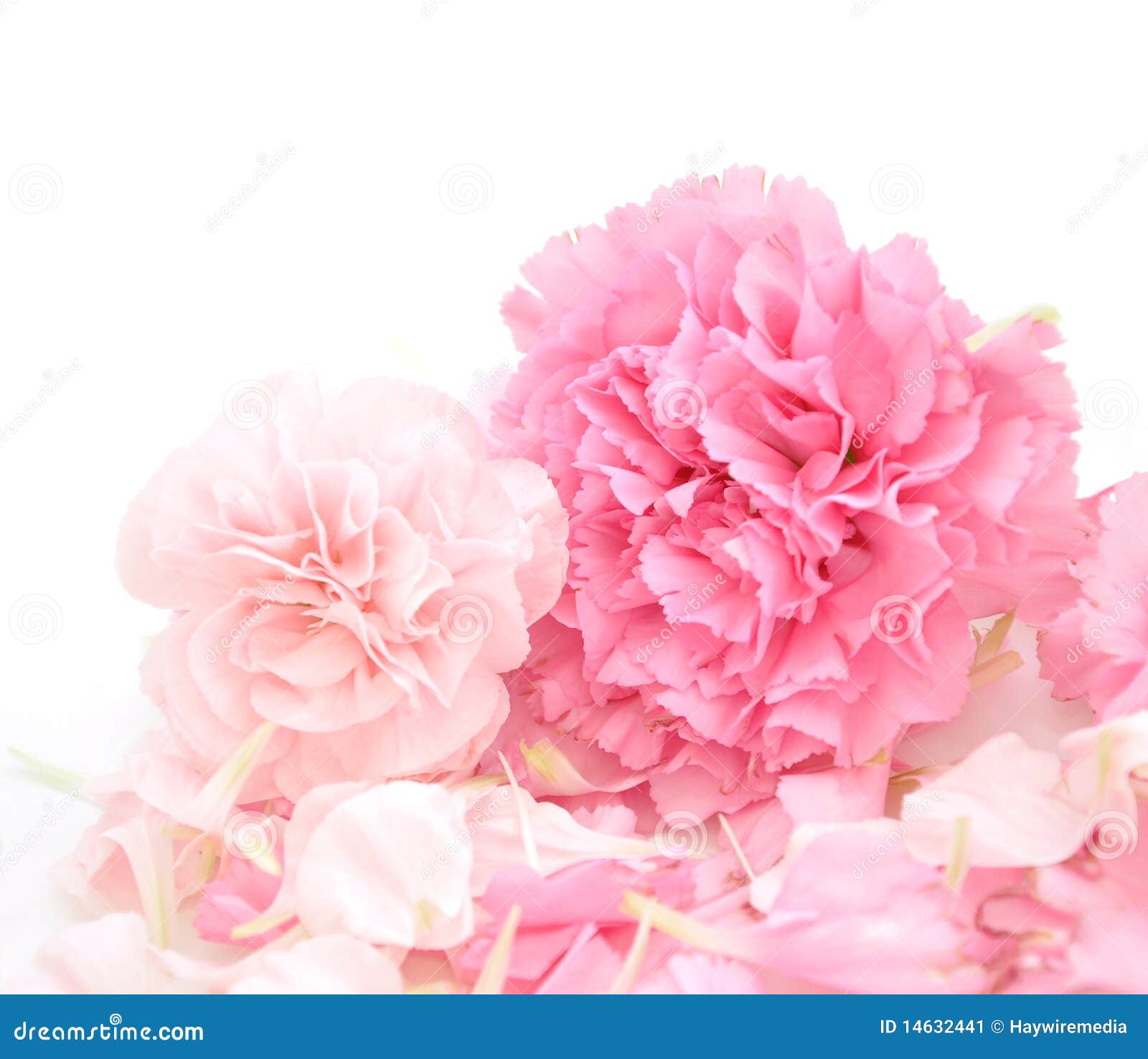 Fondo Bastante Rosado De Los Claveles Imagen de archivo - Imagen de ...