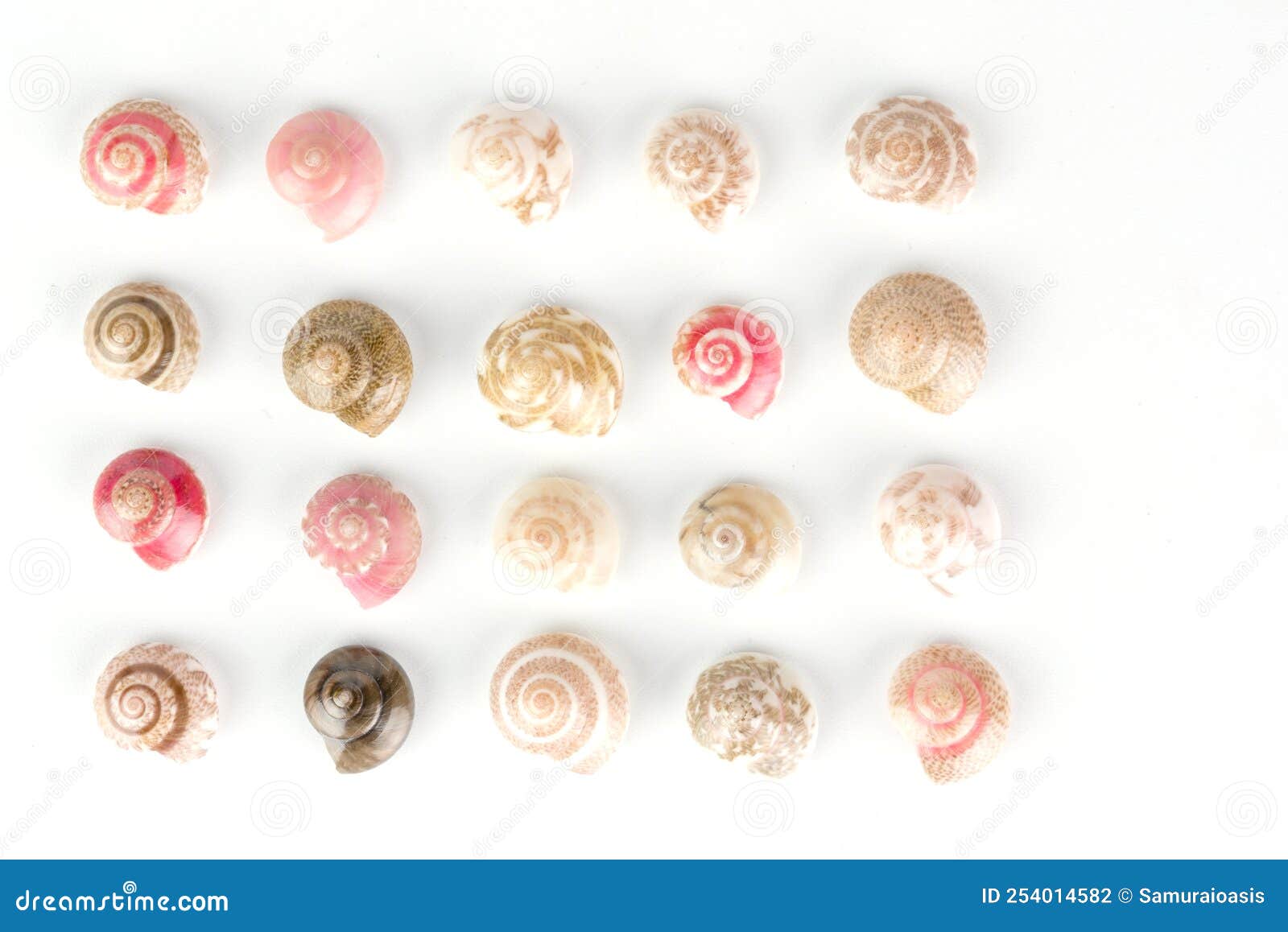 Fondo blanco de conchas foto de archivo. Imagen de animal - 254014582