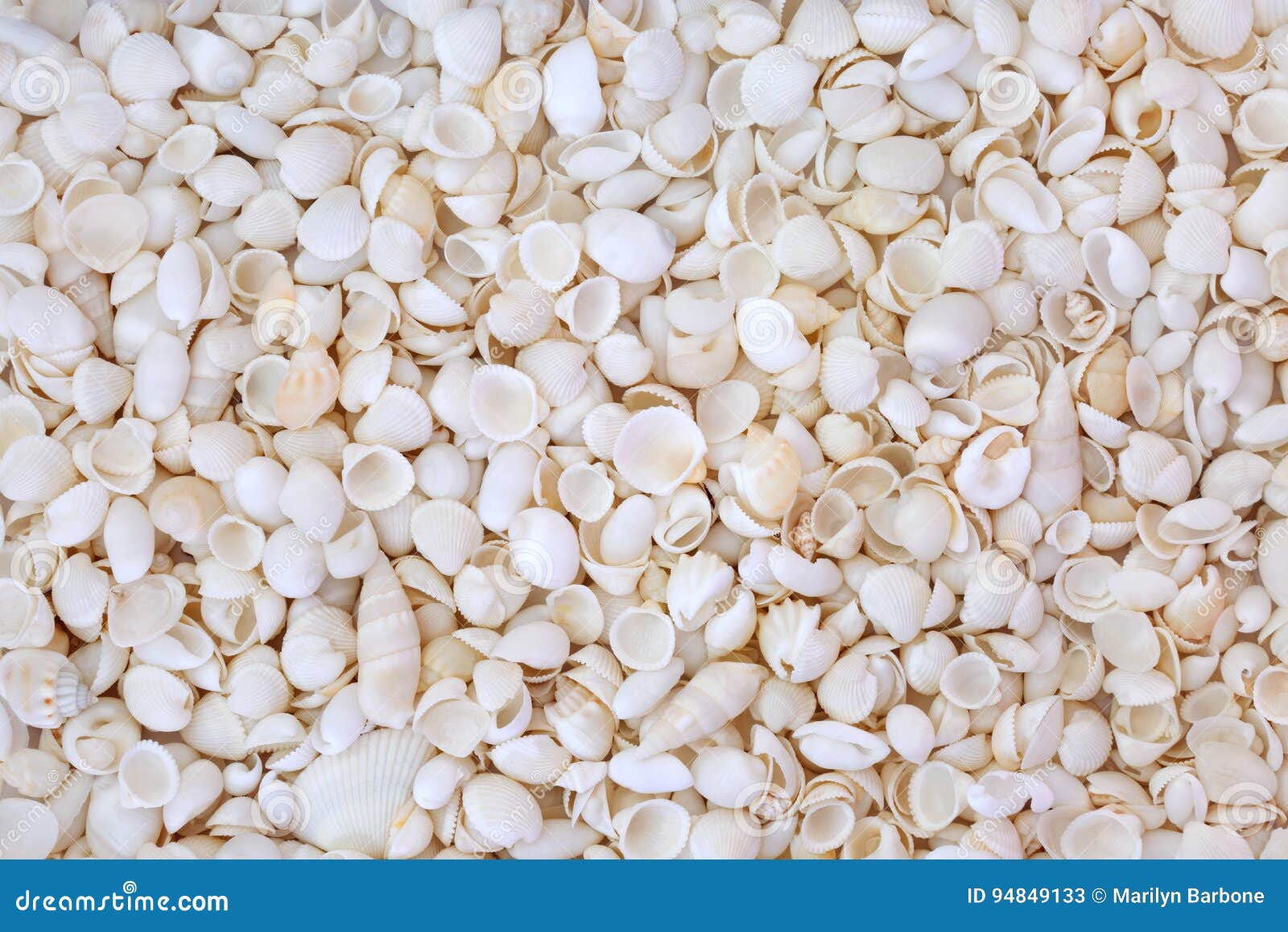 Fondo Blanco De La Concha Marina Imagen de archivo - Imagen de molusco ...