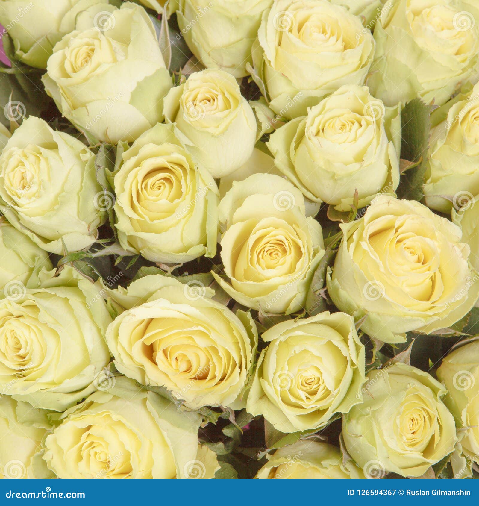 Fondo blanco de las rosas imagen de archivo. Imagen de flora - 126594367