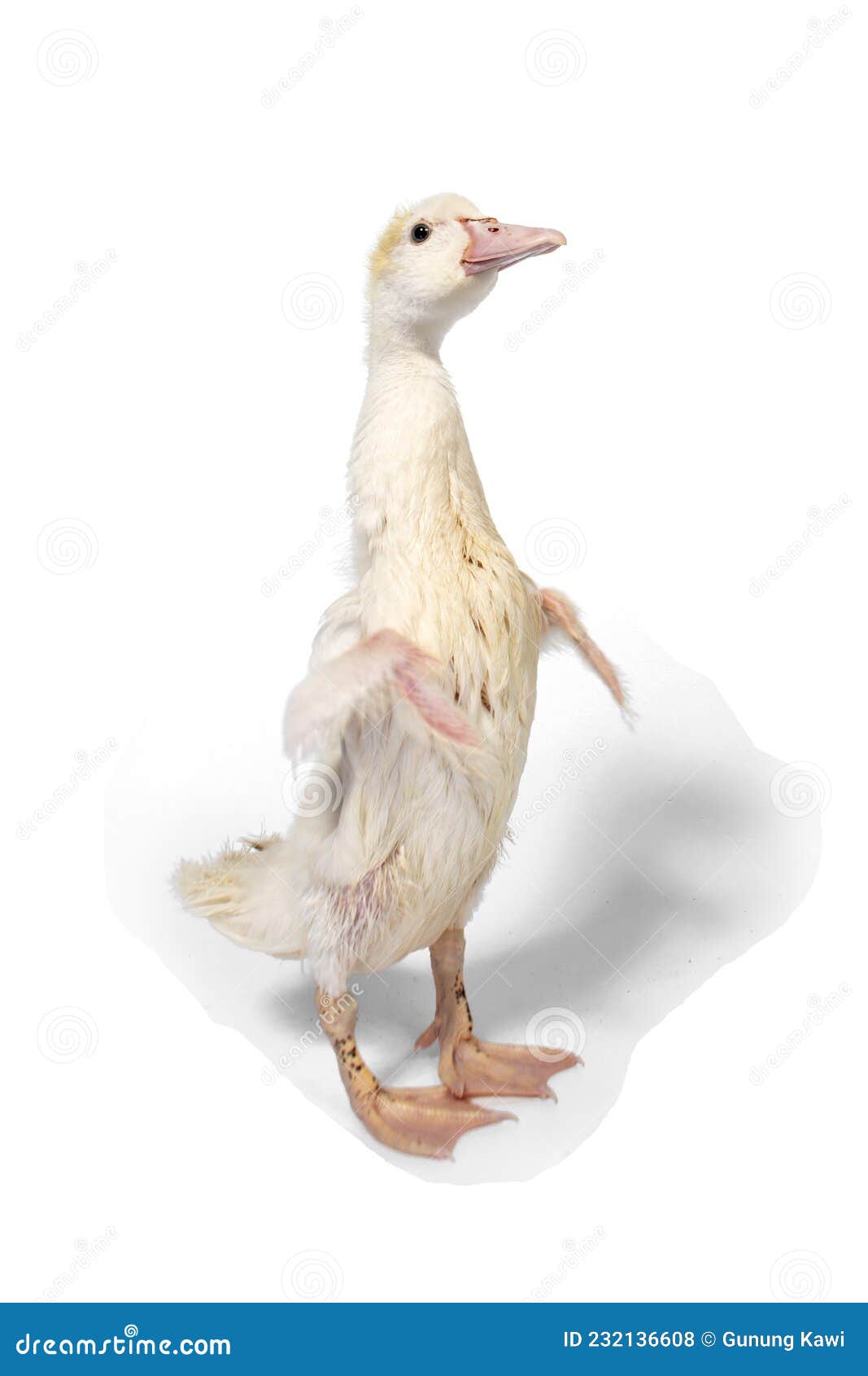 Fondo blanco de pato lindo foto de archivo. Imagen de lindo - 232136608