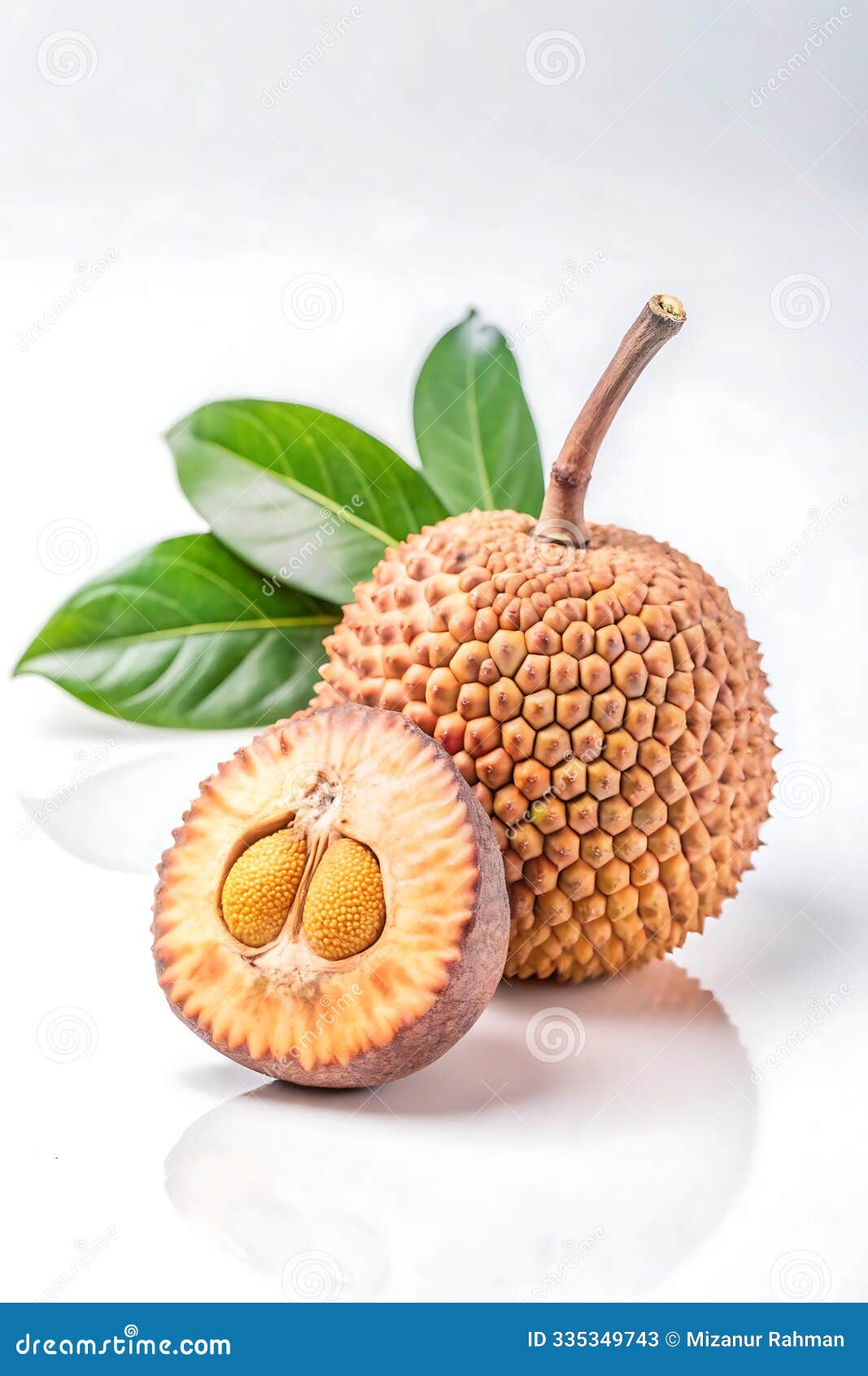 Fondo Blanco Del Fruto De La Foto De Chempedak Stock de ilustración ... Fondo Blanco Del Fruto De La Foto De Chempedak Stock de ilustración ...