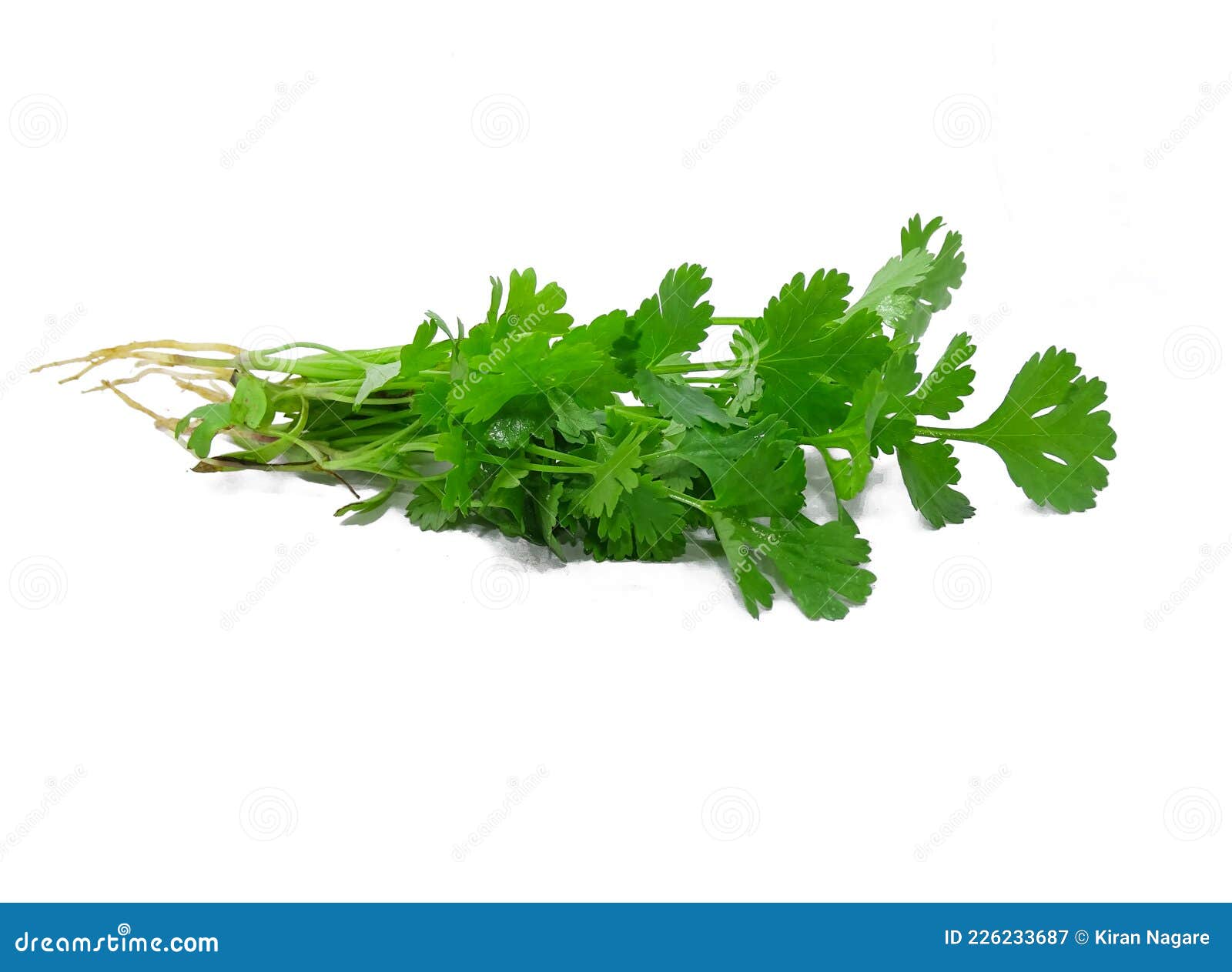 Fondo Blanco Fresco Cilantro Racimo Diferente. Imagen de archivo ...