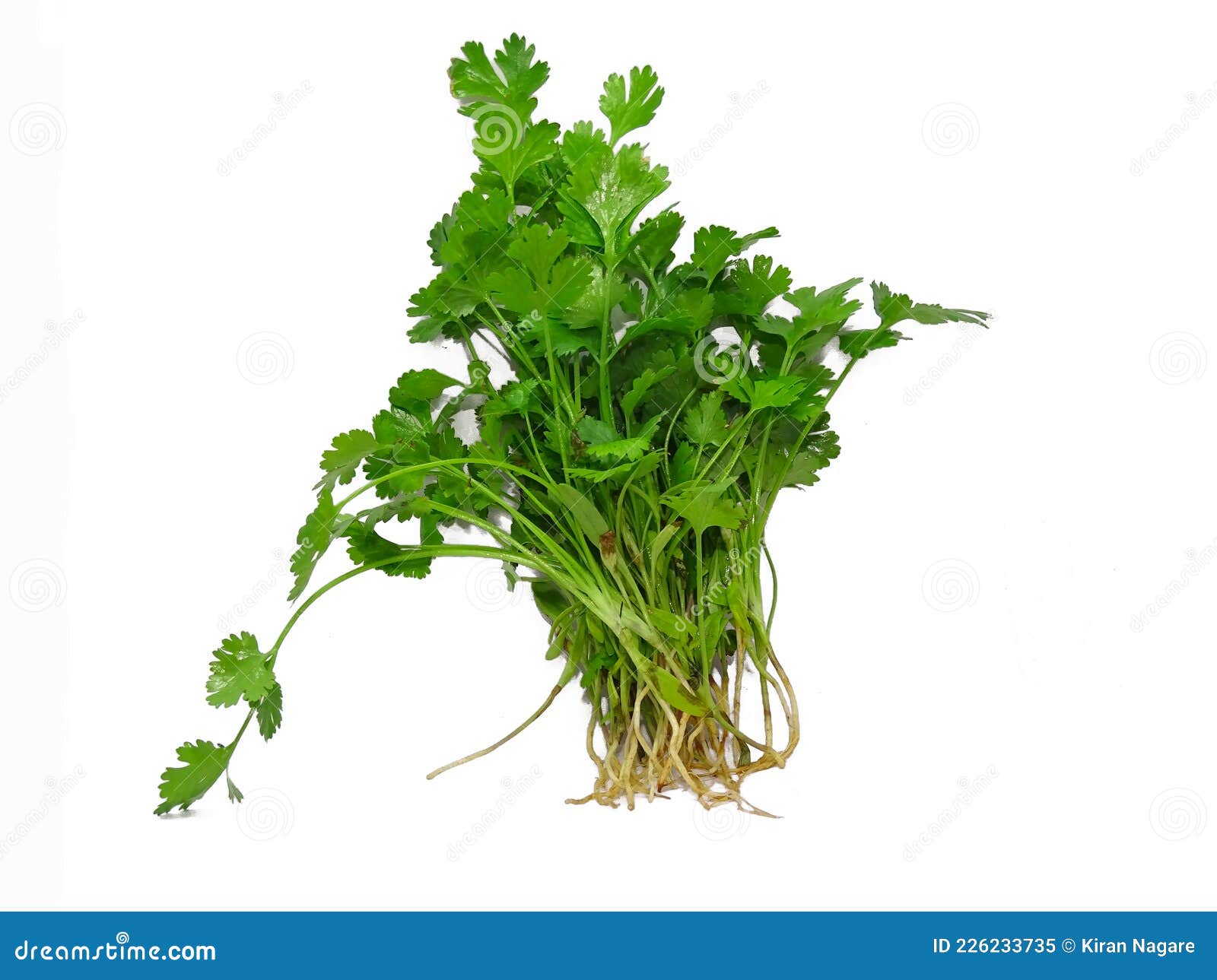 Fondo Blanco Fresco Cilantro Racimo Diferente. Imagen de archivo ...