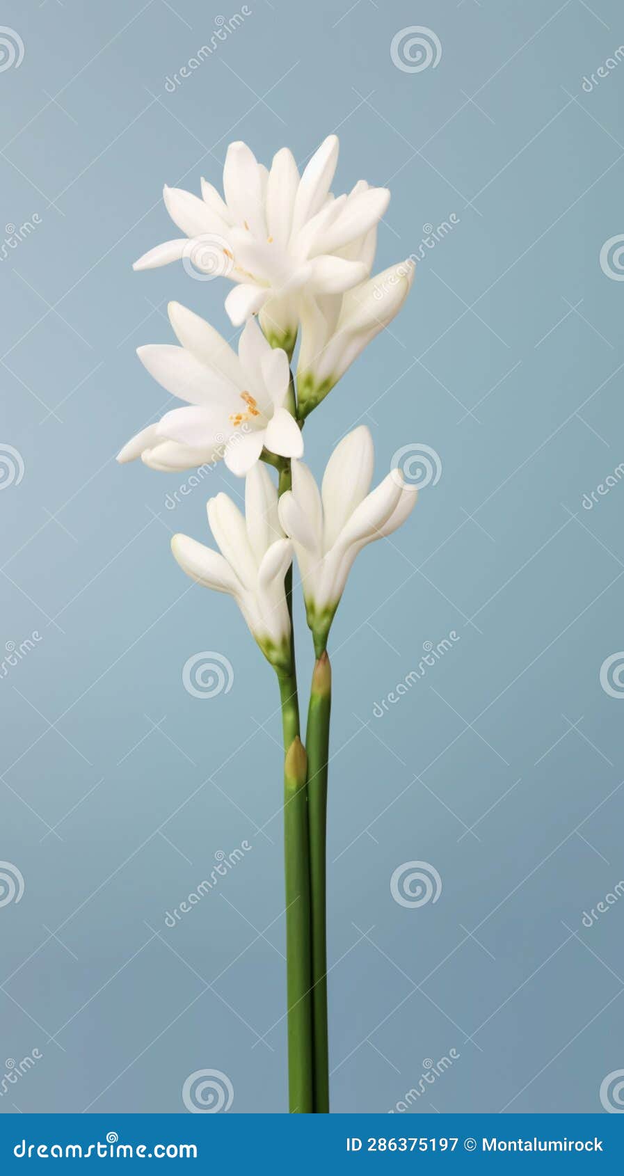 Fondo Borroso De La Flor Tuberosa Stock de ilustración - Ilustración de ...