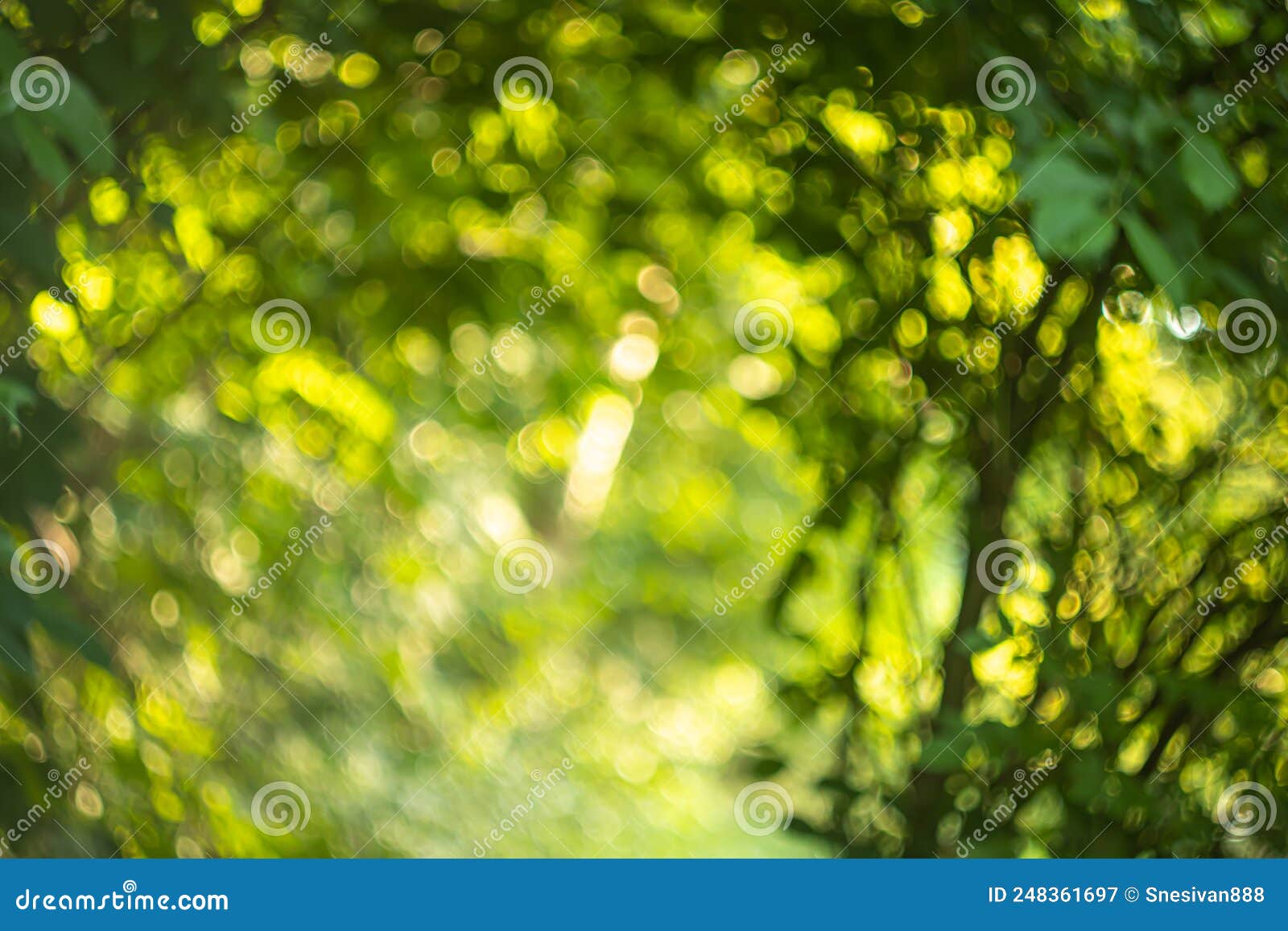 Fondo Borroso En El Bosque. Bosque Bokeh. Bonito Fondo Borroso Con ...
