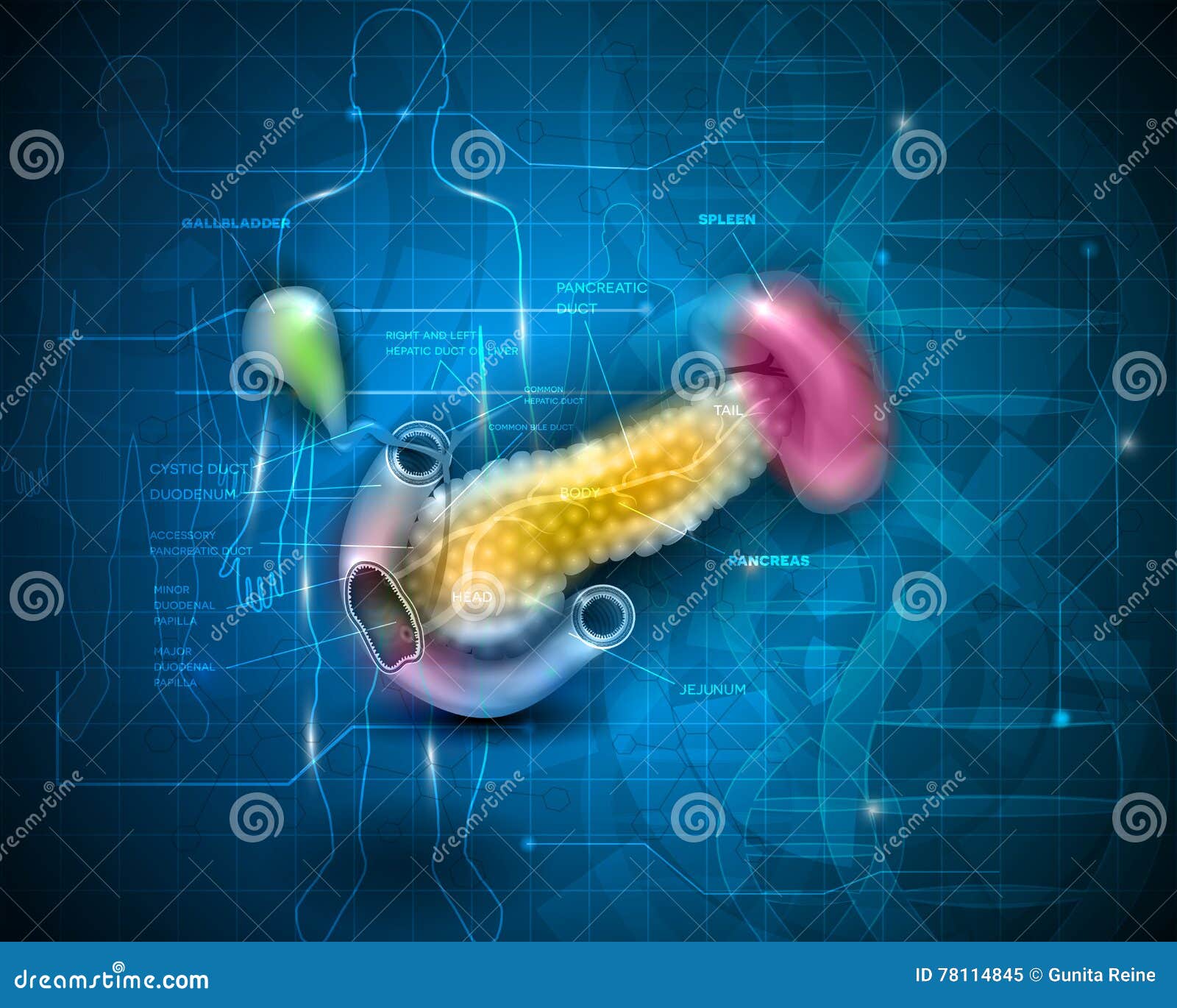 Fondo Científico Del Páncreas Ilustración del Vector - Ilustración de ...