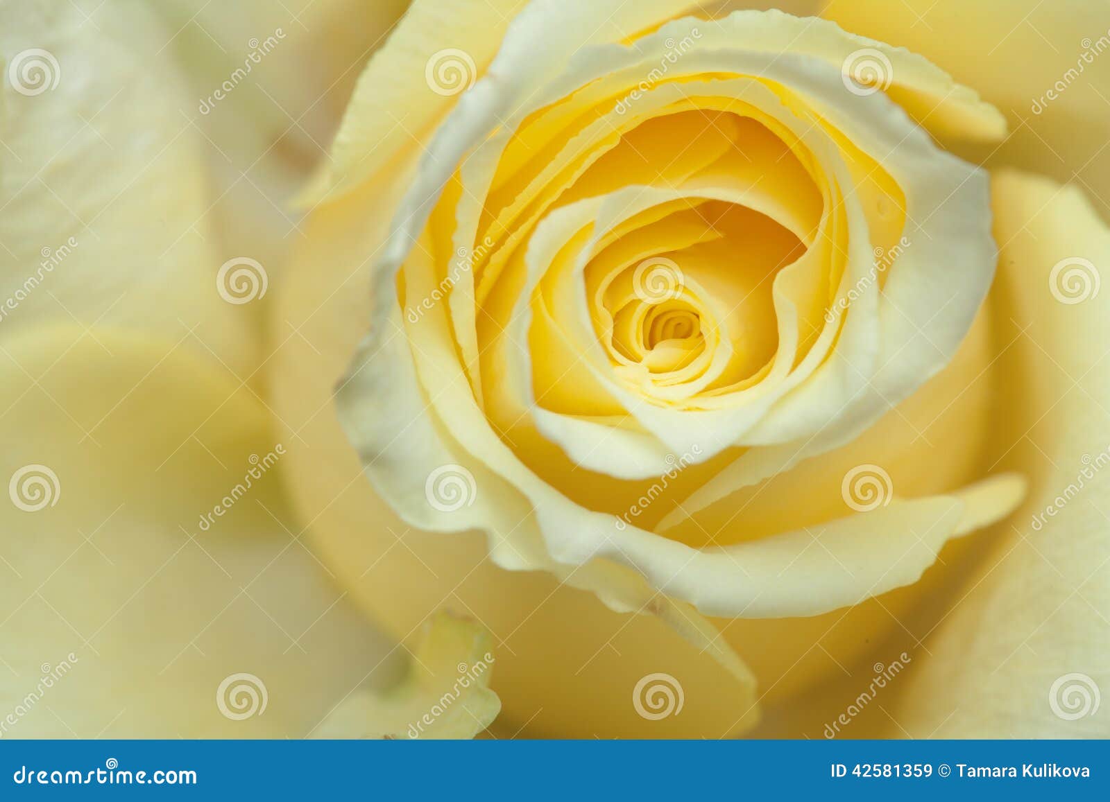 Fondo Color De Rosa Amarillo Claro Imagen de archivo - Imagen de floral ...