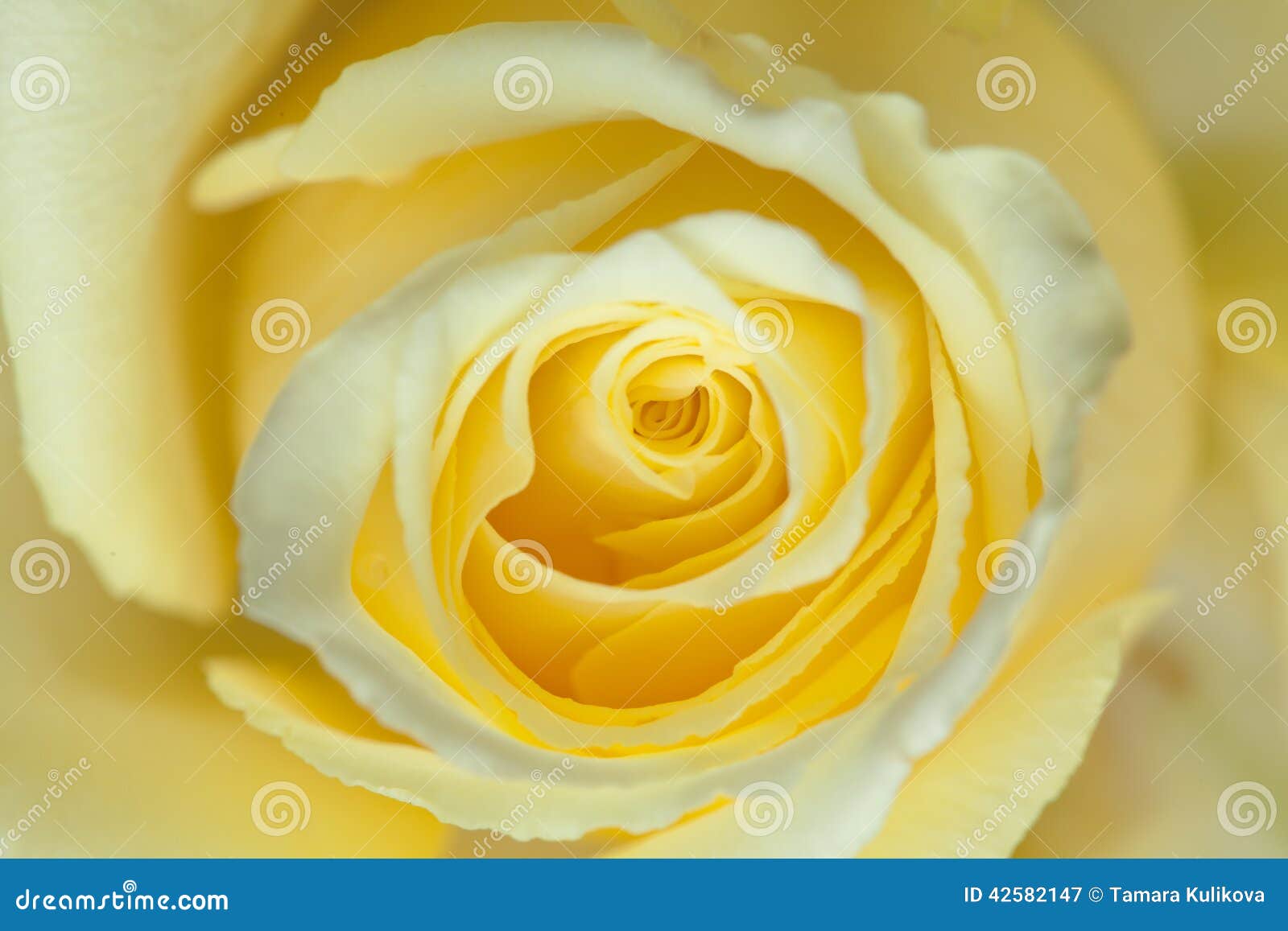 Fondo Color De Rosa Amarillo Claro Imagen de archivo - Imagen de color ...