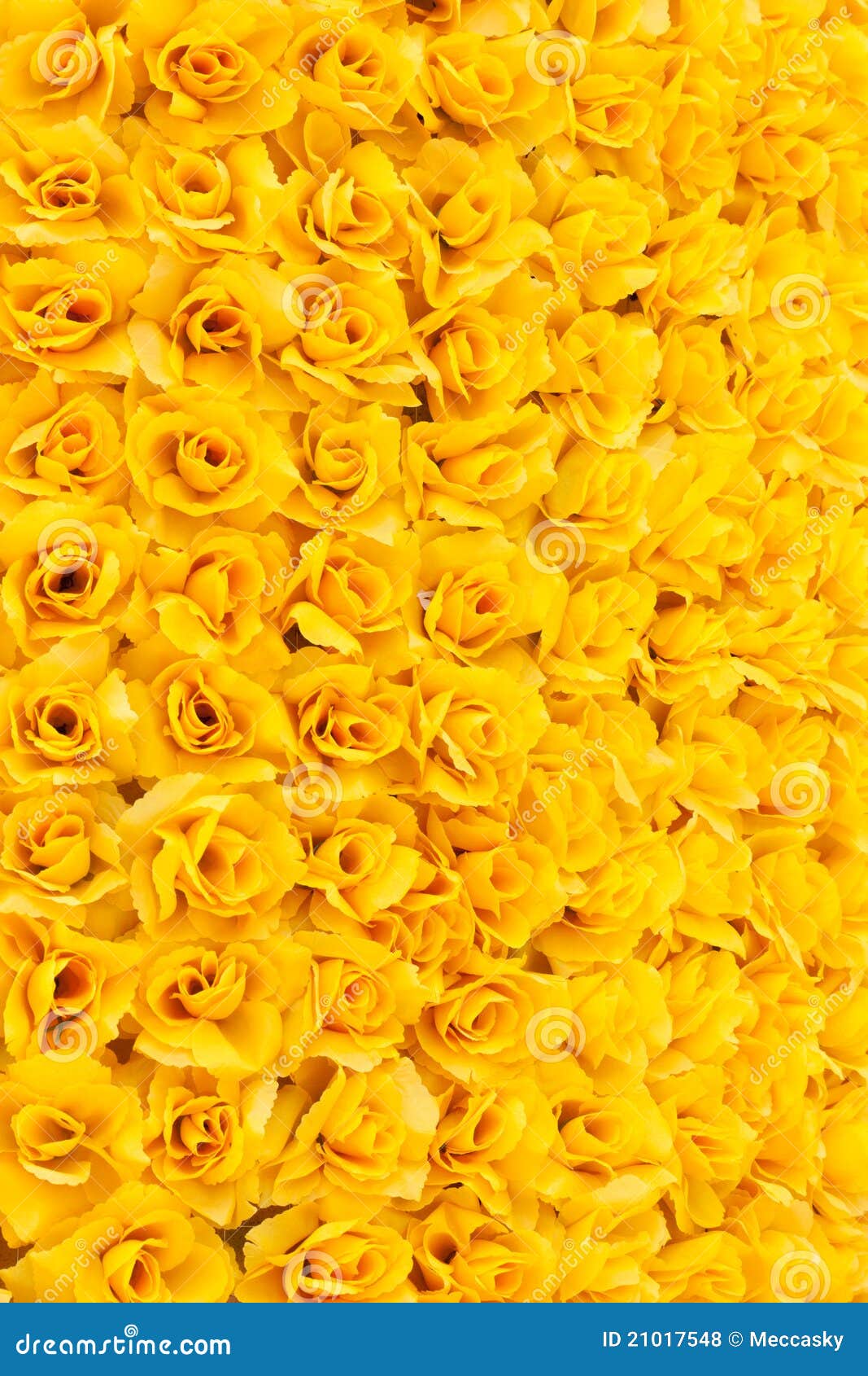 Fondo Color De Rosa Del Amarillo Foto de archivo - Imagen de vacaciones ...