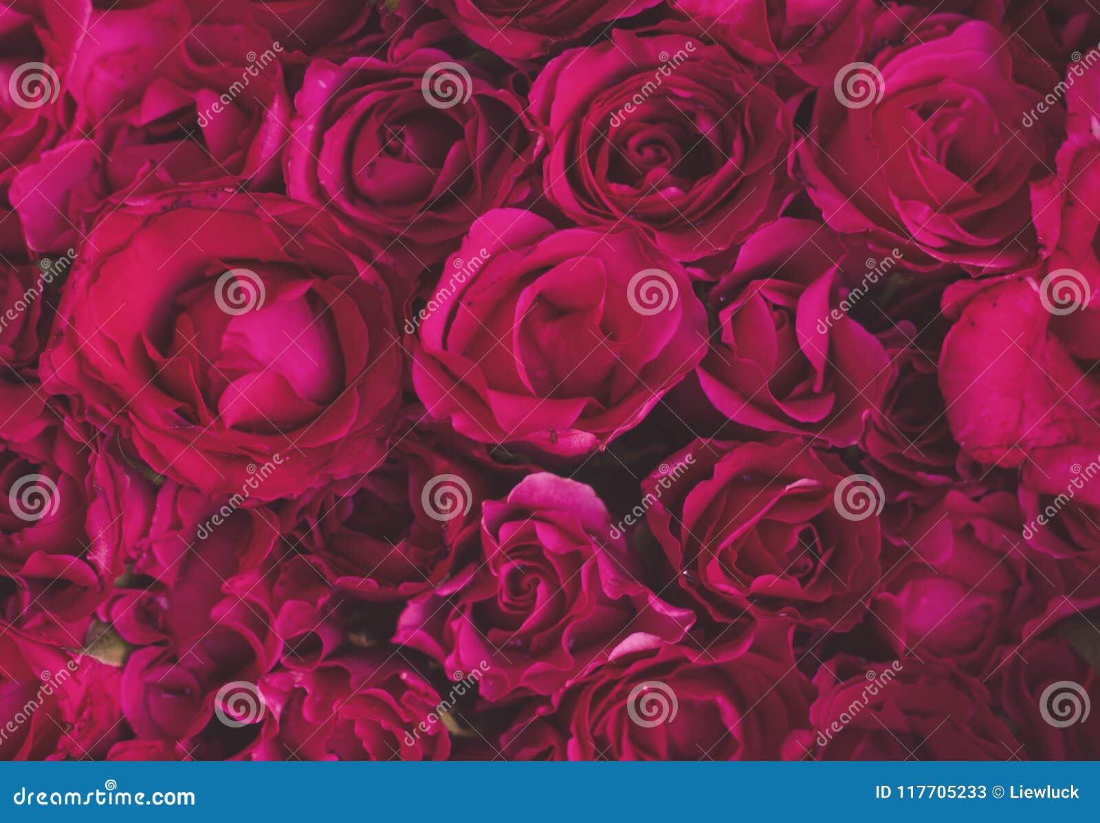 Fondo Color De Rosa Del Rojo Imagen de archivo - Imagen de amor, flor ...