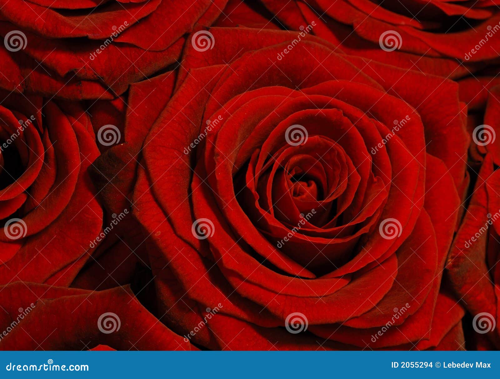 Fondo Color De Rosa Del Rojo Foto de archivo - Imagen de comportamiento ...