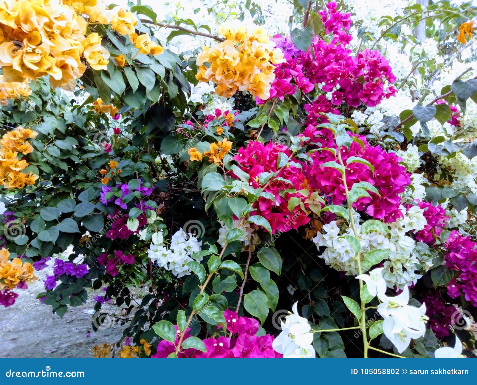 Fondo Colorido De La Textura Del Flowet Foto de archivo - Imagen de ...