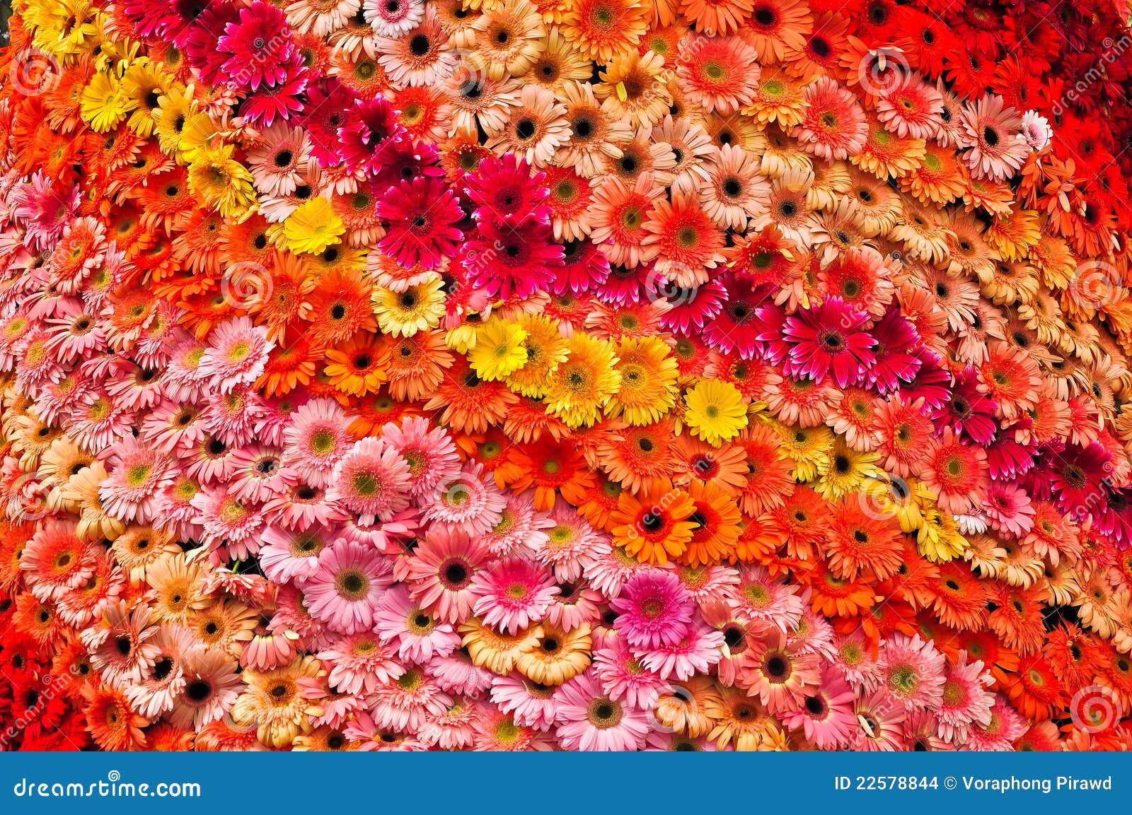 Fondo Colorido De Los Gerberas Foto de archivo - Imagen de margarita ...