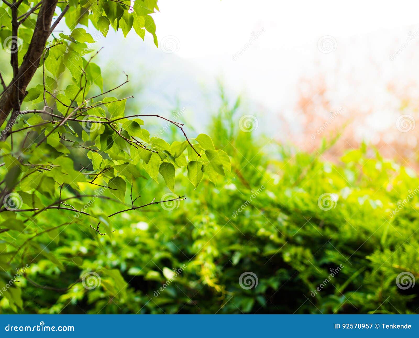 Fondo Con Las Ramas Frondosas Verdes Imagen de archivo - Imagen de ...