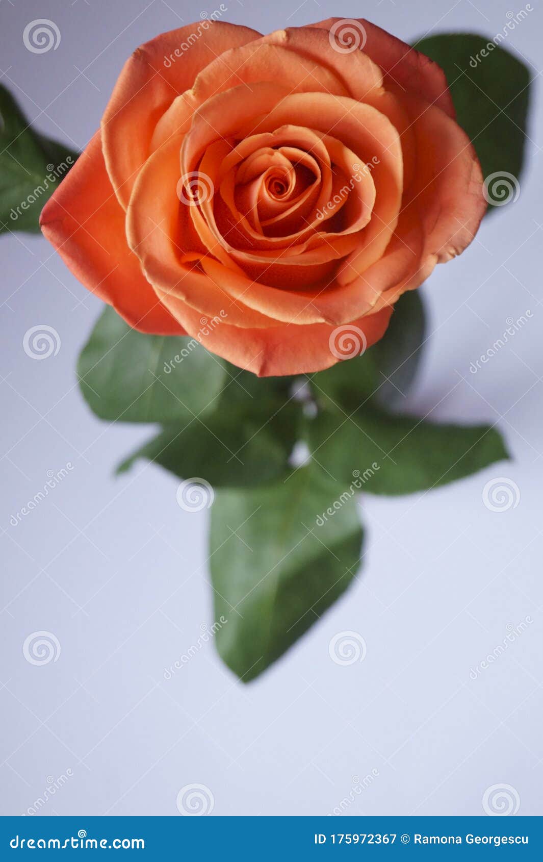 Fondo con rosa naranja imagen de archivo. Imagen de dulzura - 175972367