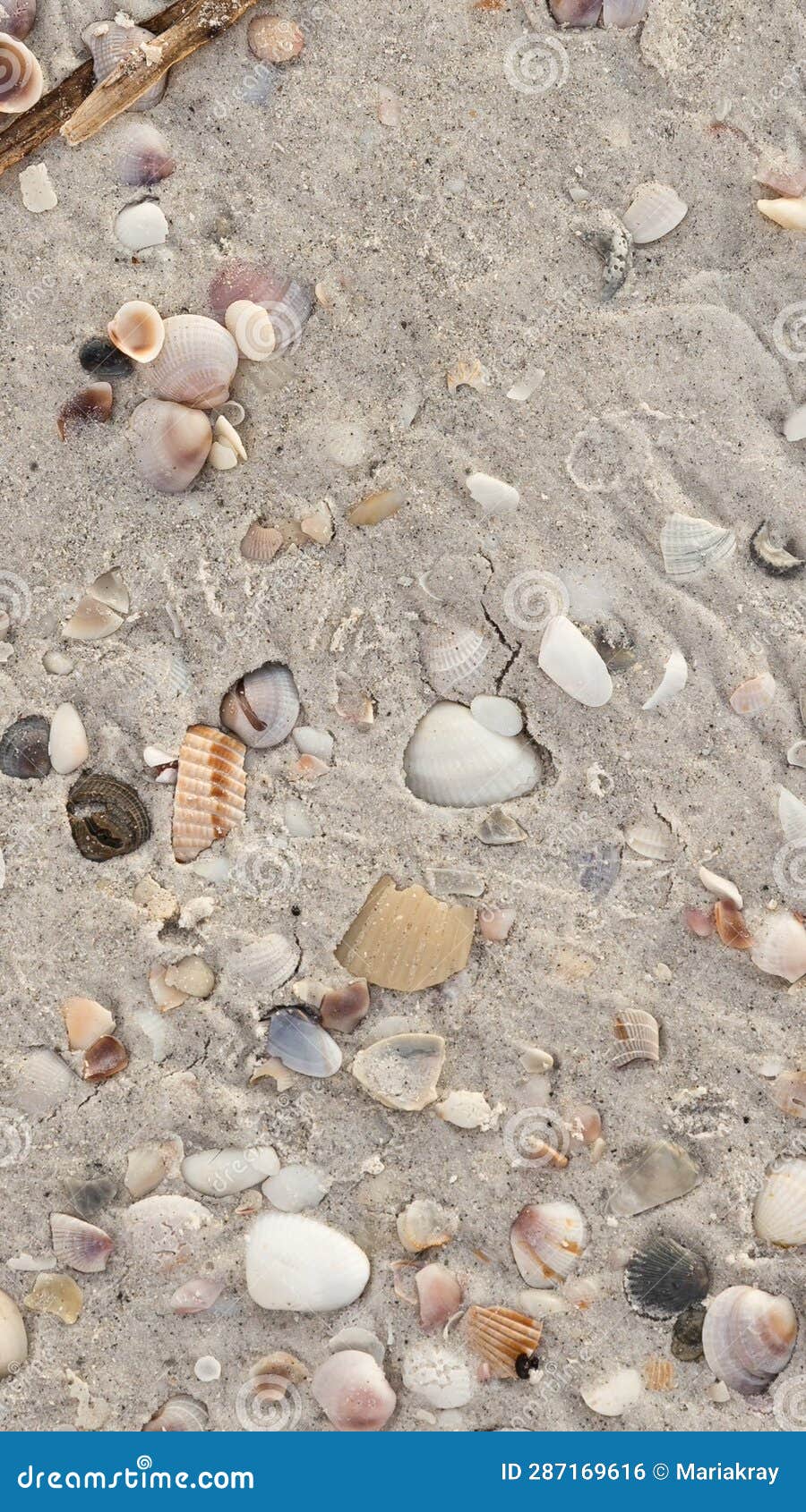 Fondo de arena y conchas foto de archivo. Imagen de limpio - 287169616