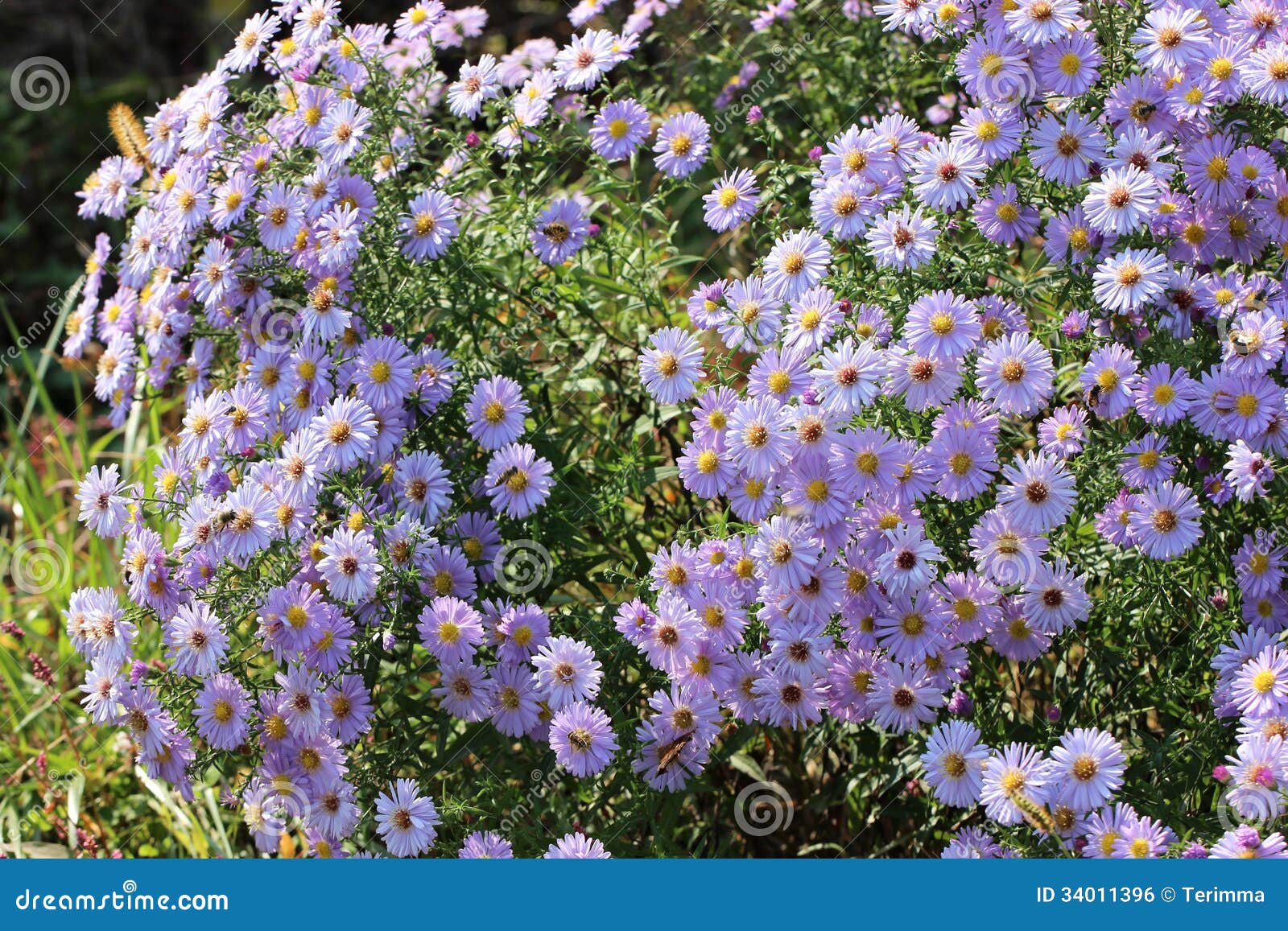 Fondo De Asteres Florecientes Foto de archivo - Imagen de floral, aster ...