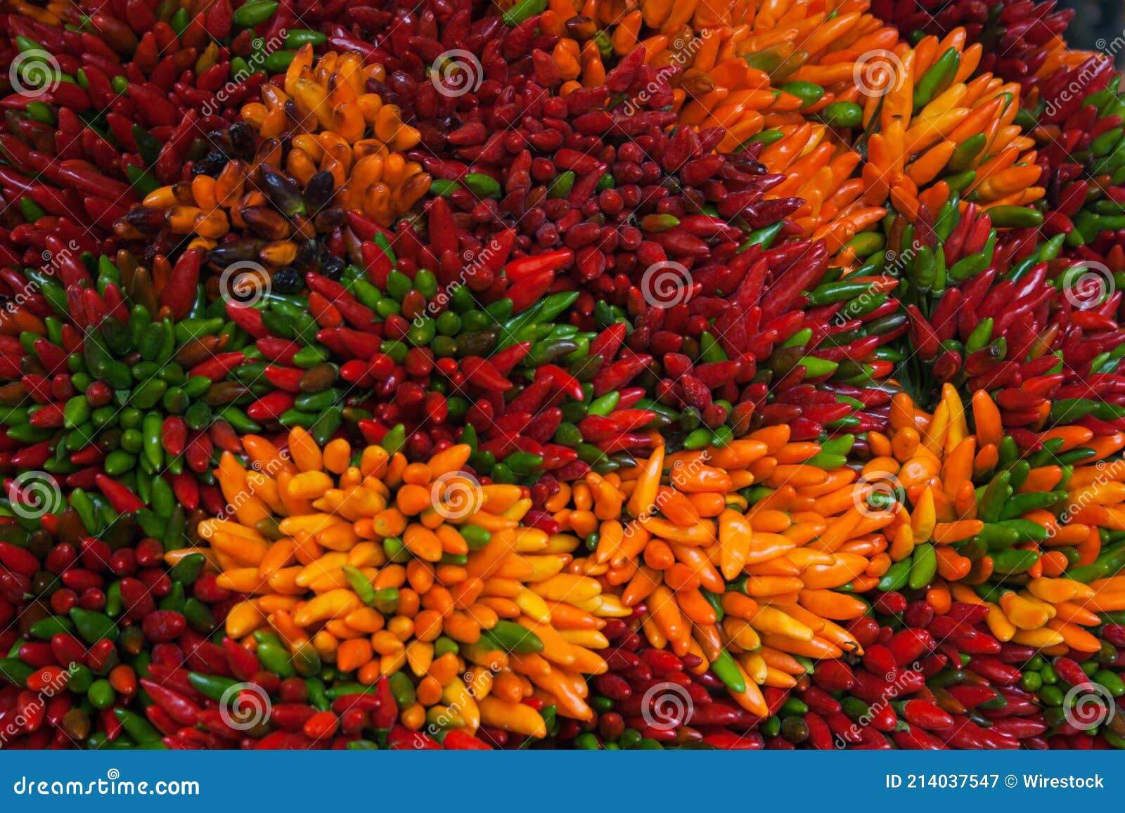 Fondo de chile colorido imagen de archivo. Imagen de fresco - 214037547