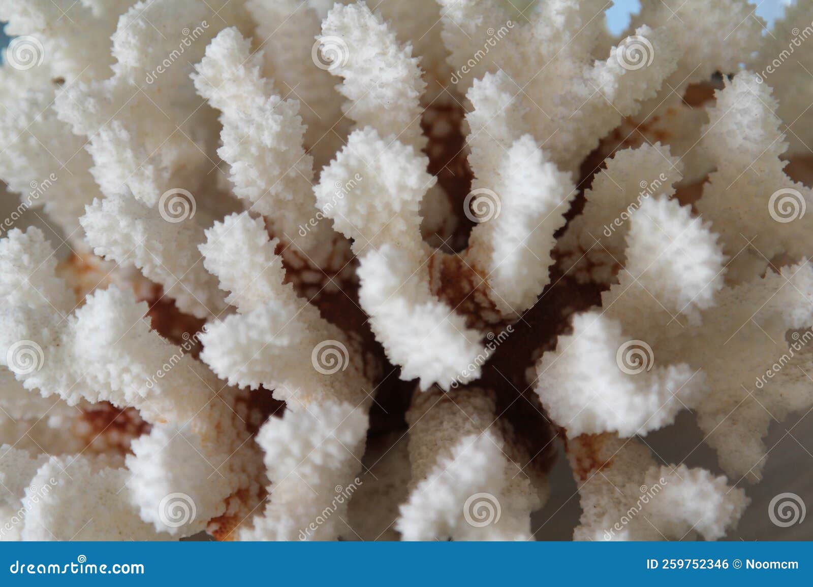 Fondo de coral blanco foto de archivo. Imagen de fondo - 259752346