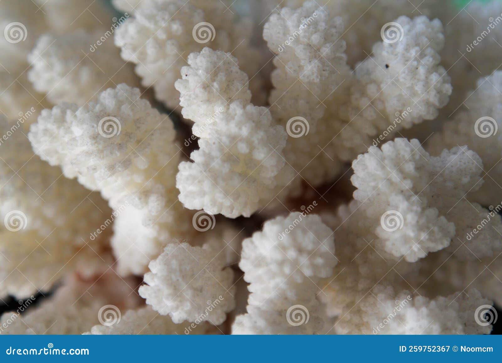 Fondo de coral blanco imagen de archivo. Imagen de marina - 259752367