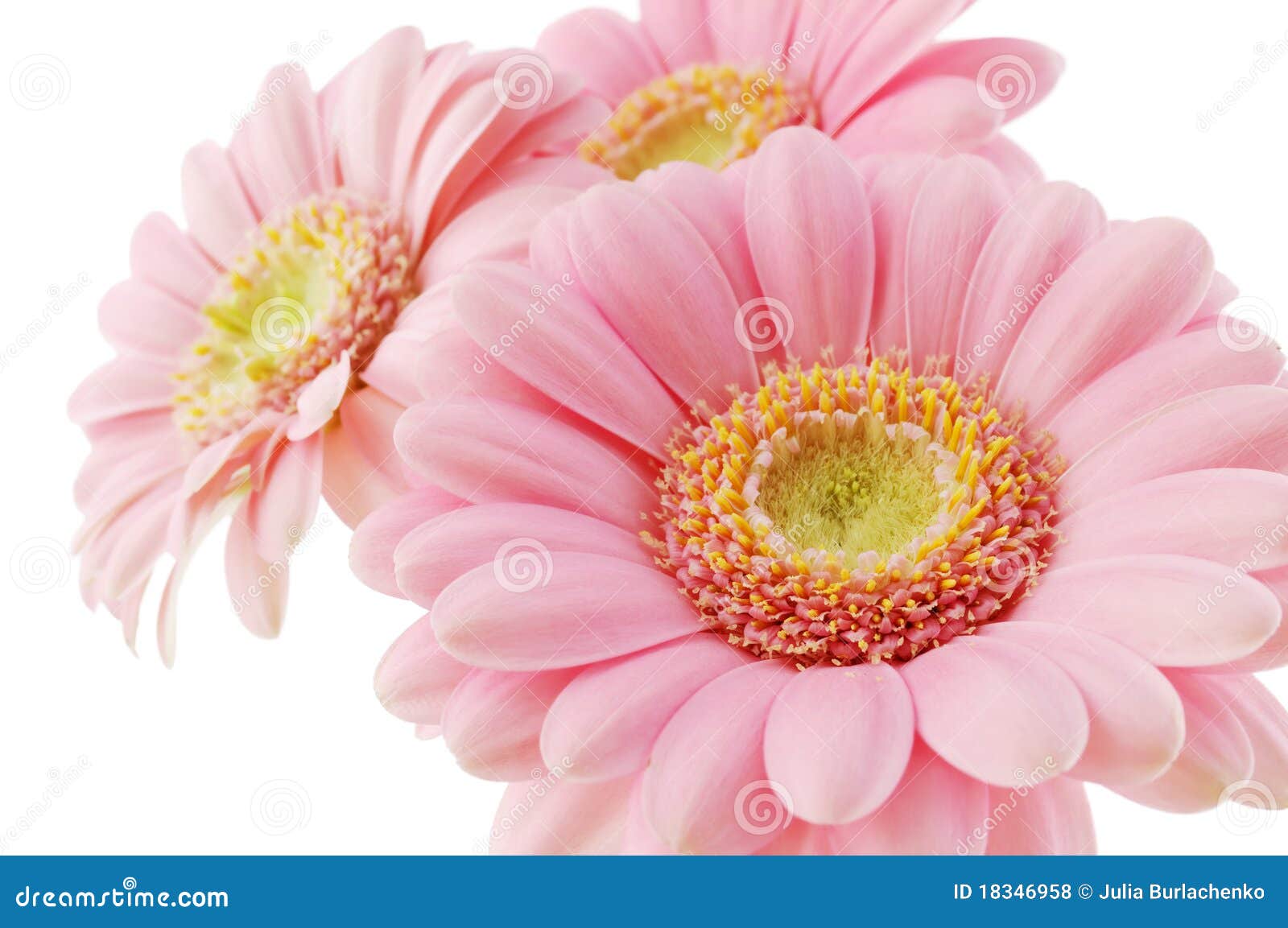 Fondo de Gerberas foto de archivo. Imagen de pétalos - 18346958