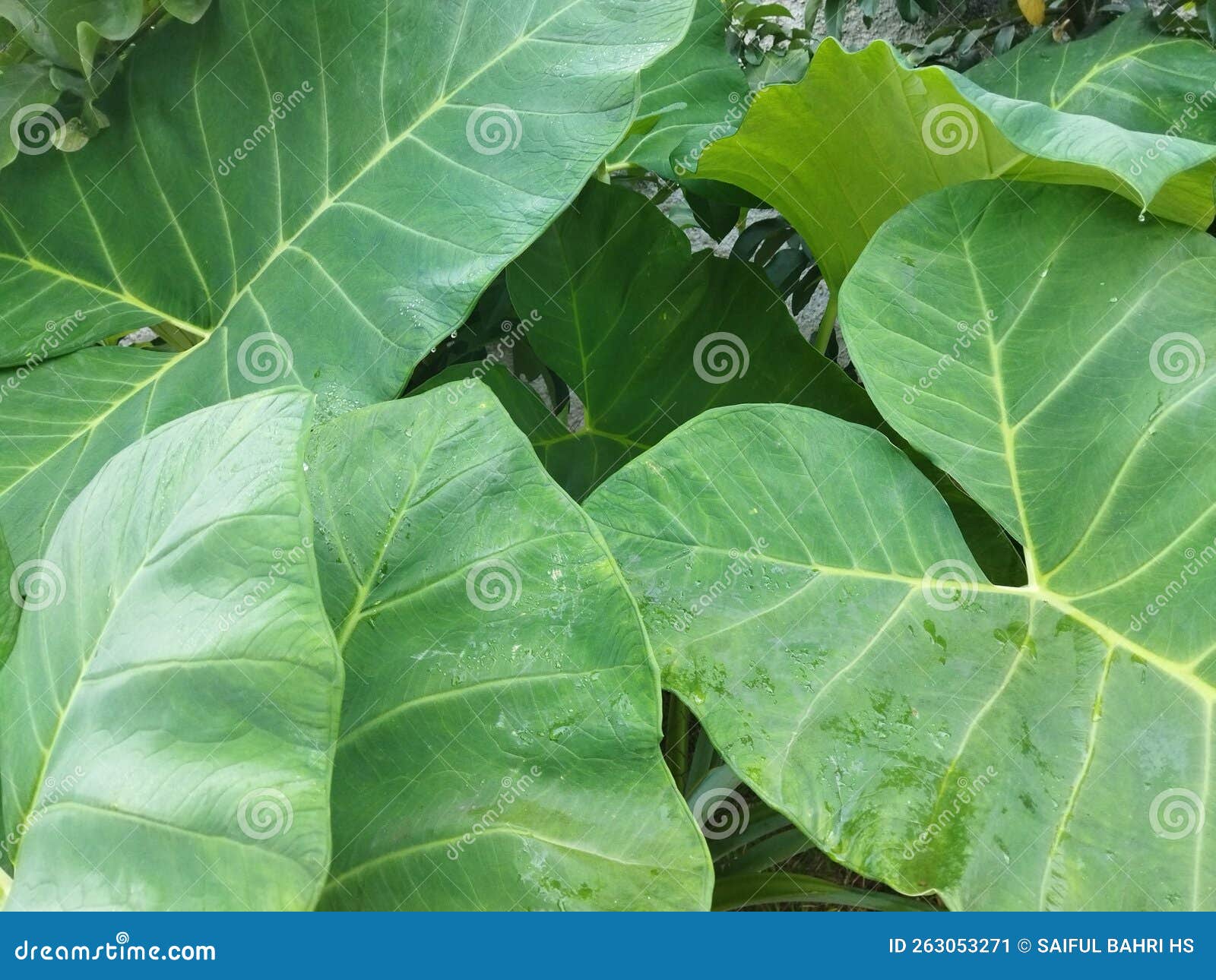 Fondo de hoja de taro imagen de archivo. Imagen de fruta - 263053271