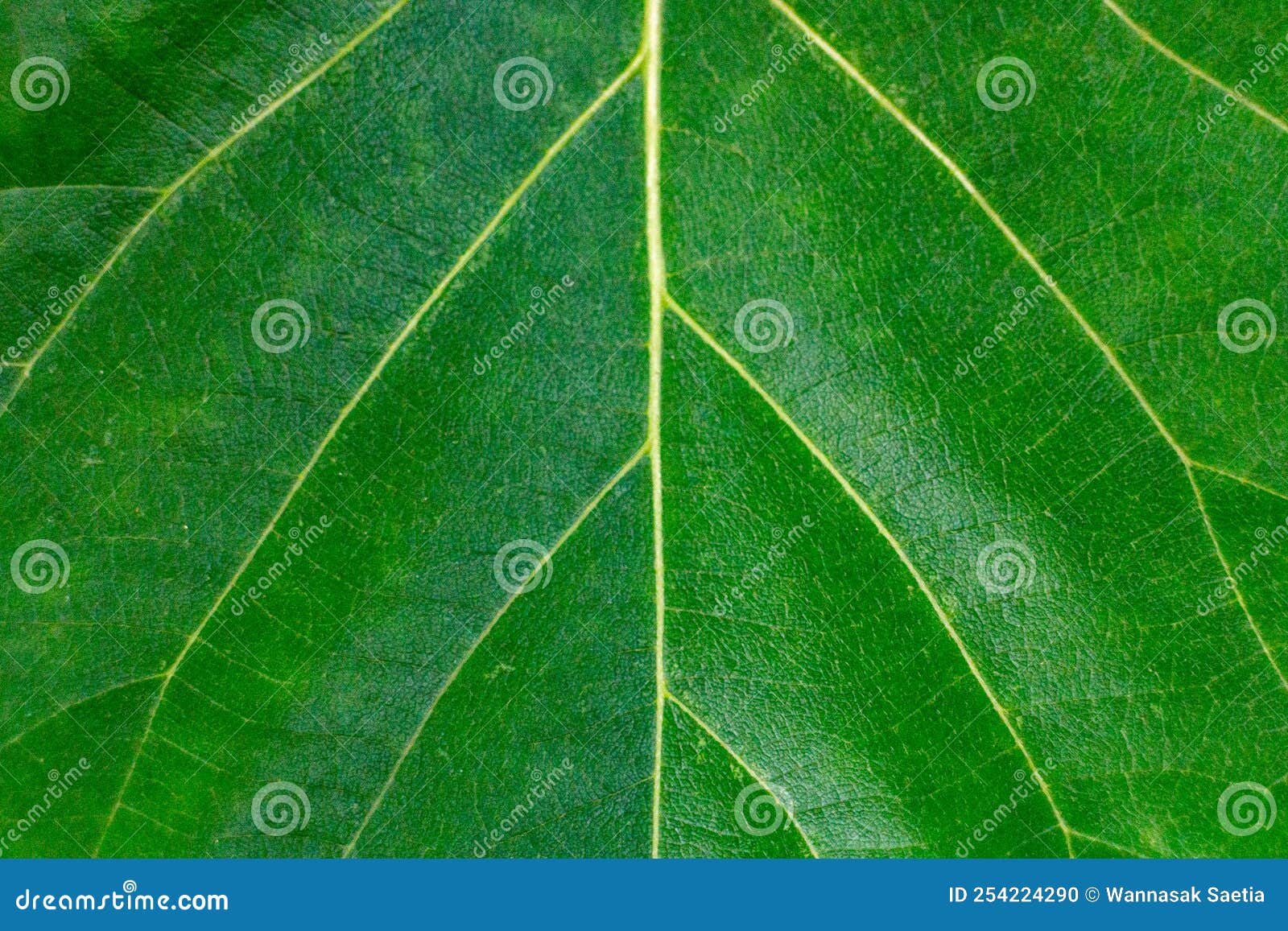 Fondo De Hojas Verdes. Textura De Hoja Foto de archivo - Imagen de ...