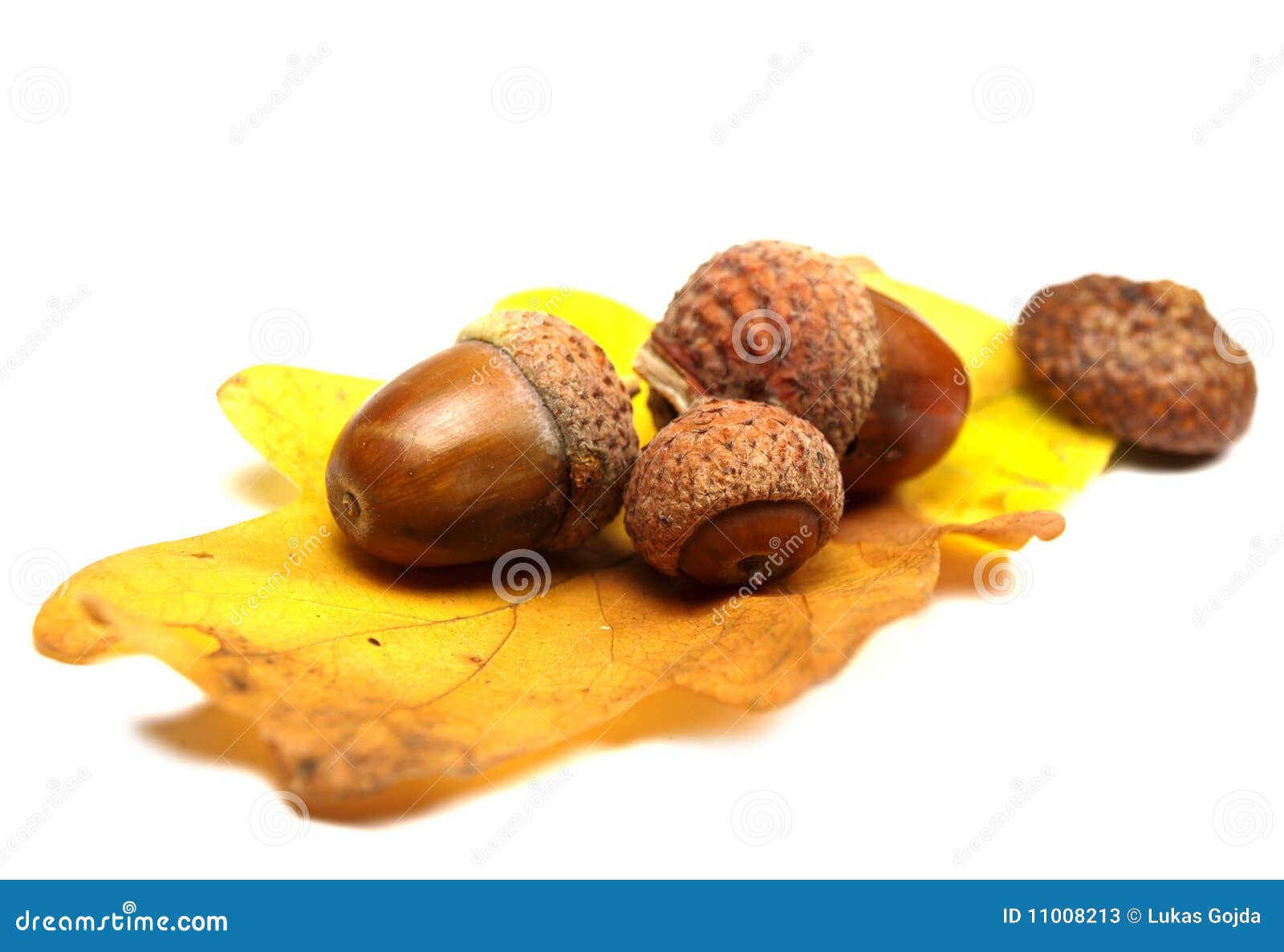 Fondo de la bellota imagen de archivo. Imagen de parque - 11008213