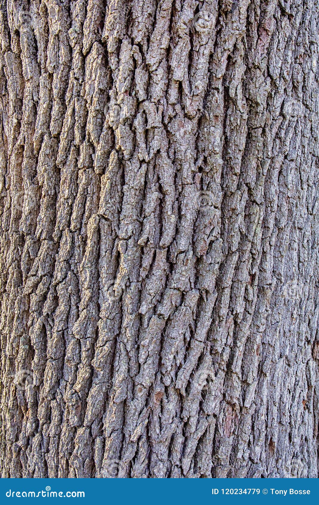 Fondo De La Corteza De Roble Imagen de archivo - Imagen de fondo ...