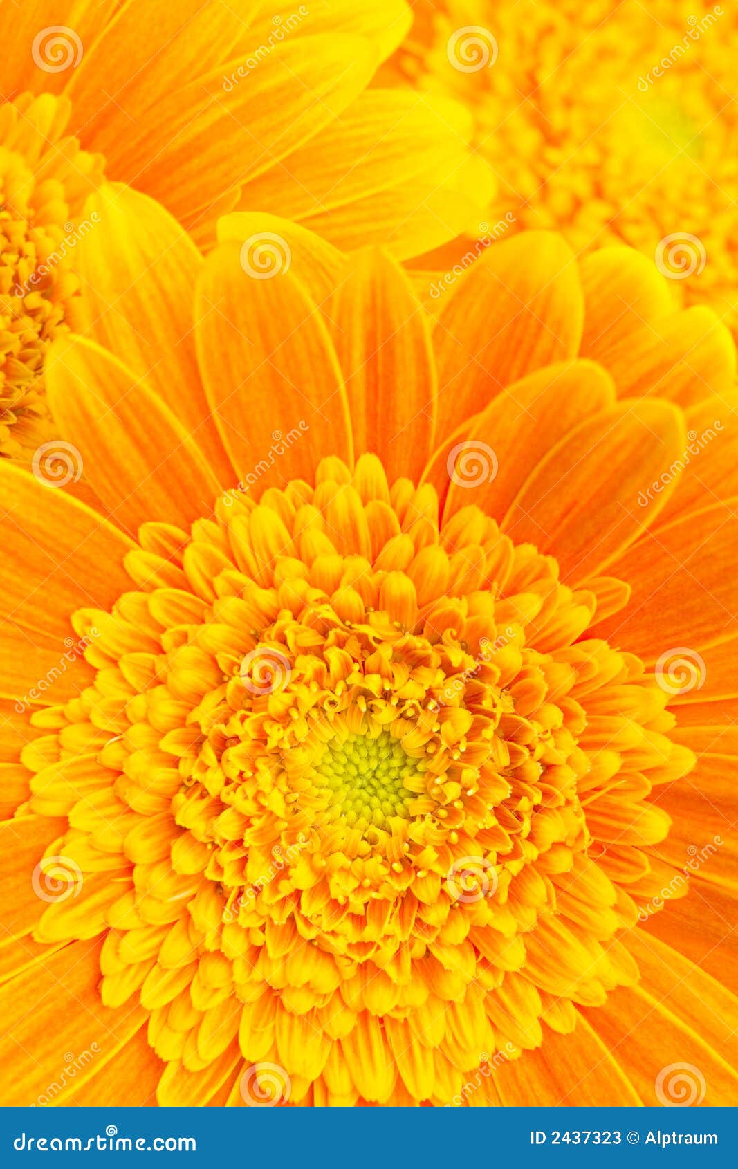 Fondo de la flor imagen de archivo. Imagen de frescura - 2437323