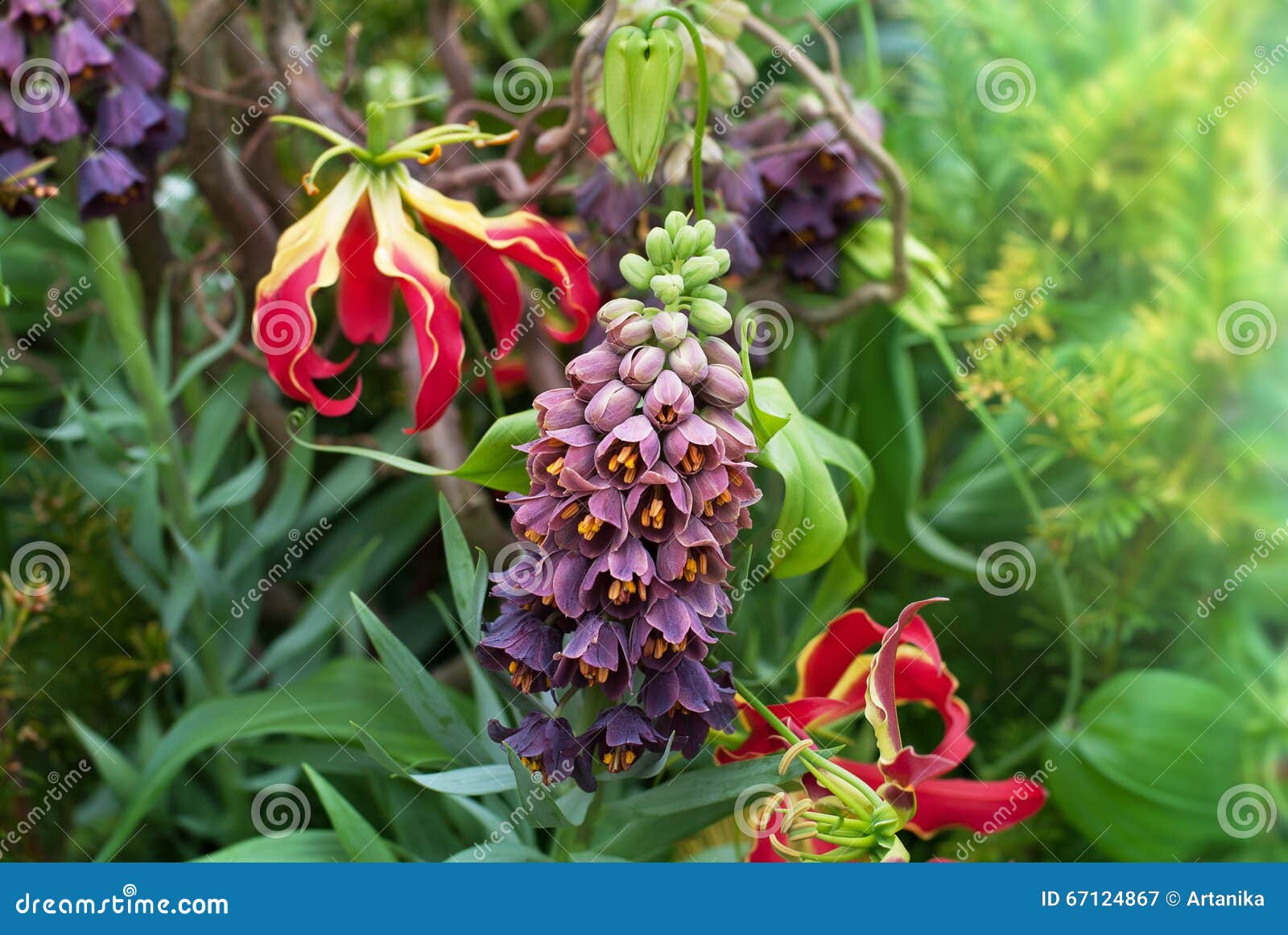 Fondo De La Flor De La Digital Imagen de archivo - Imagen de flor ...
