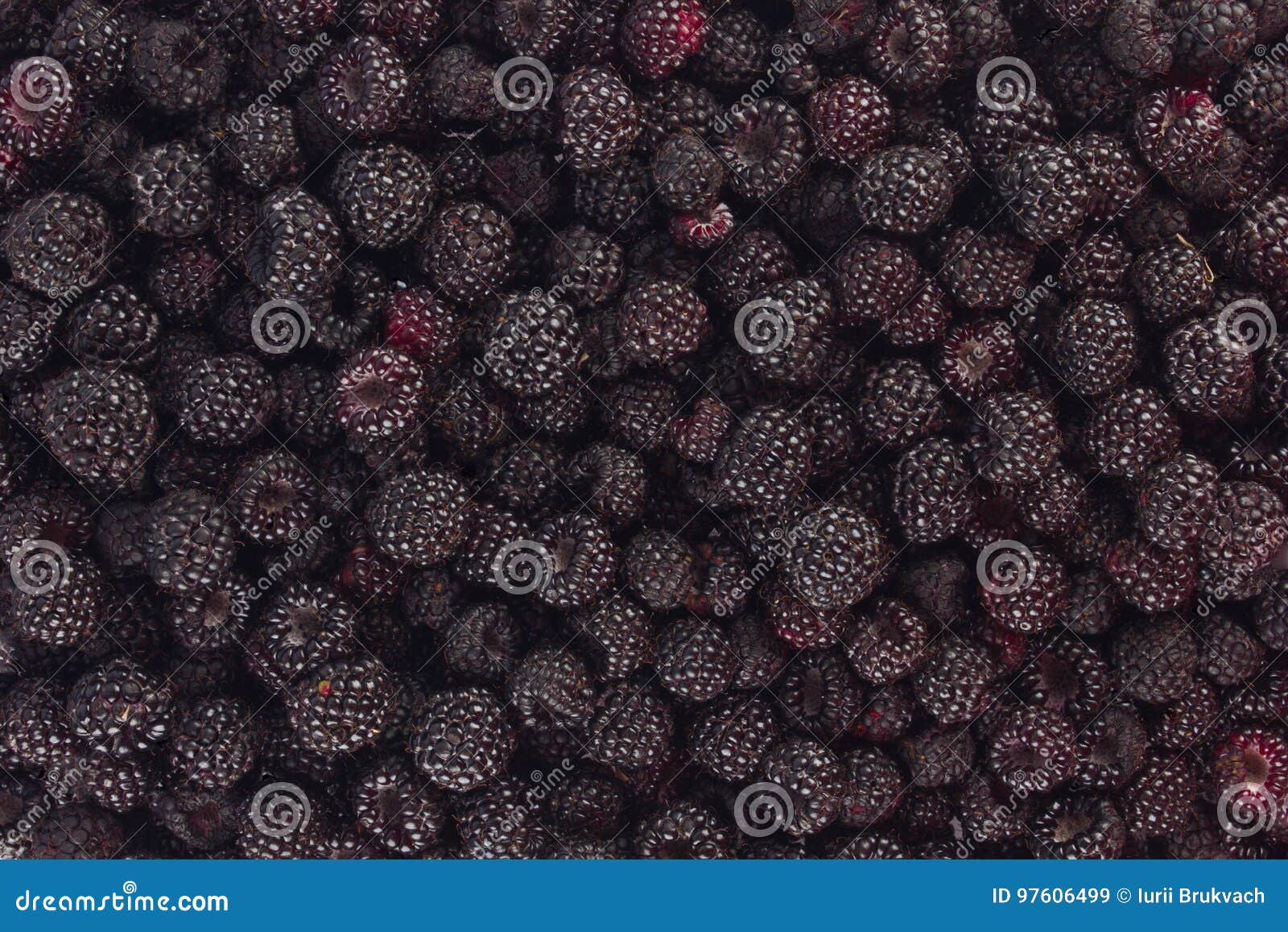 Fondo De La Frambuesa Negra Imagen de archivo - Imagen de frambuesas ...