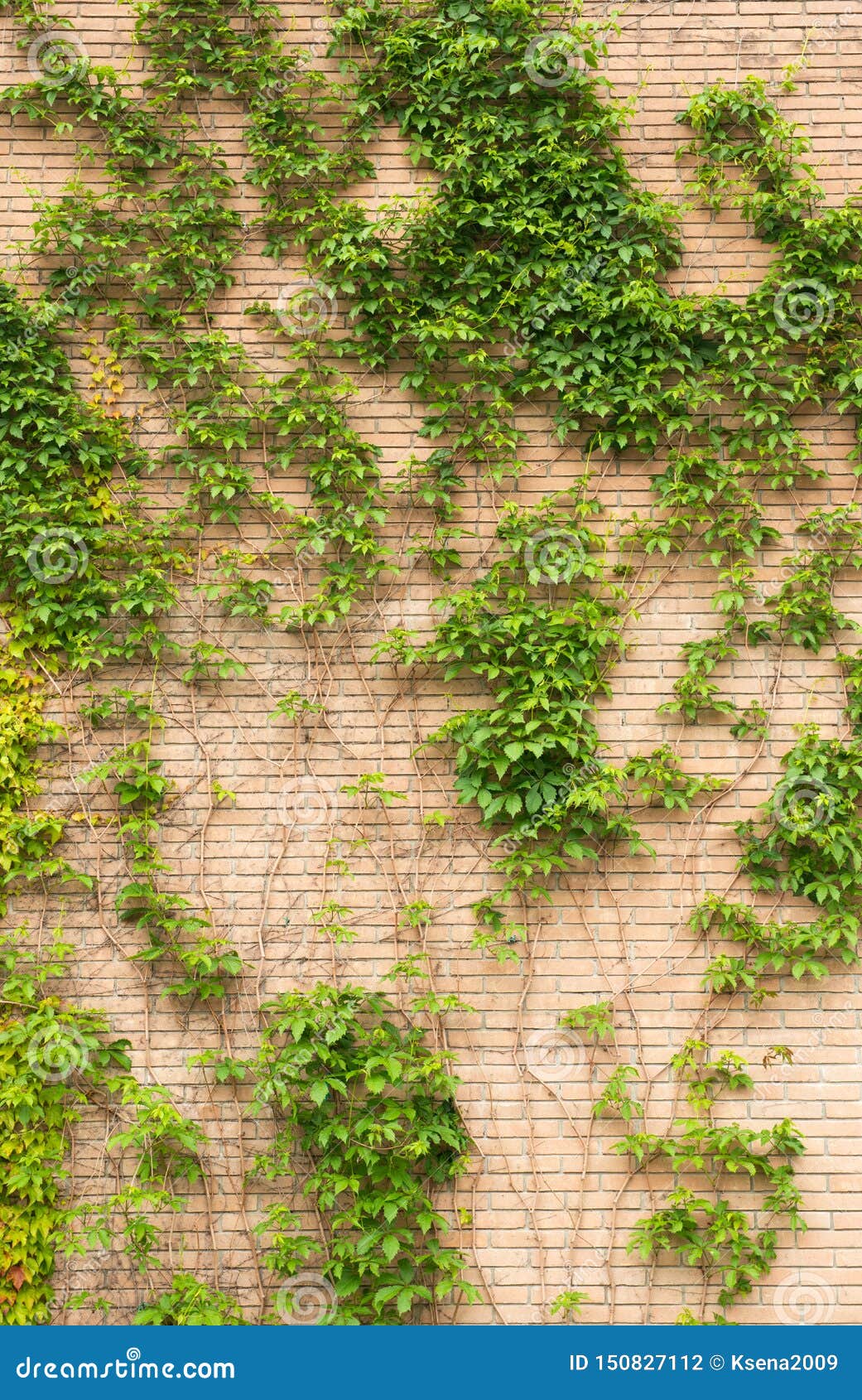 Fondo De La Hiedra Que Sube Verde Foto de archivo - Imagen de pared ...