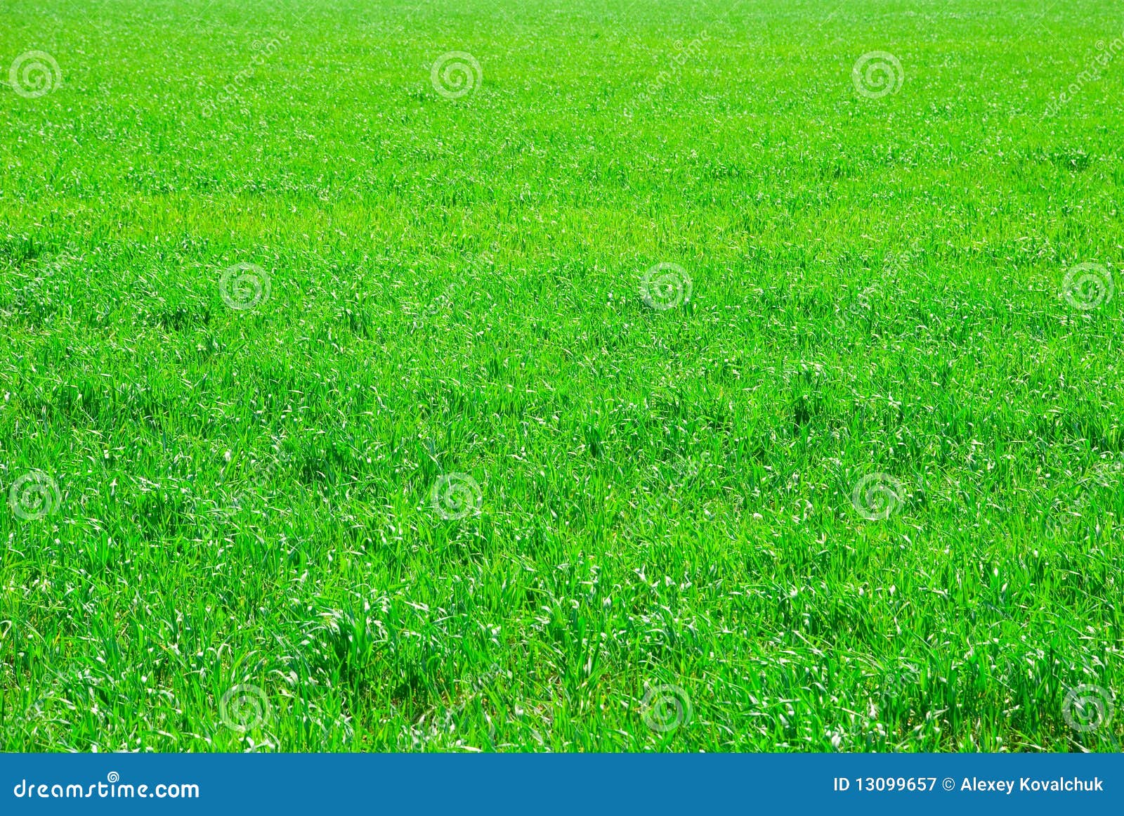 Fondo de la hierba imagen de archivo. Imagen de herboso - 13099657