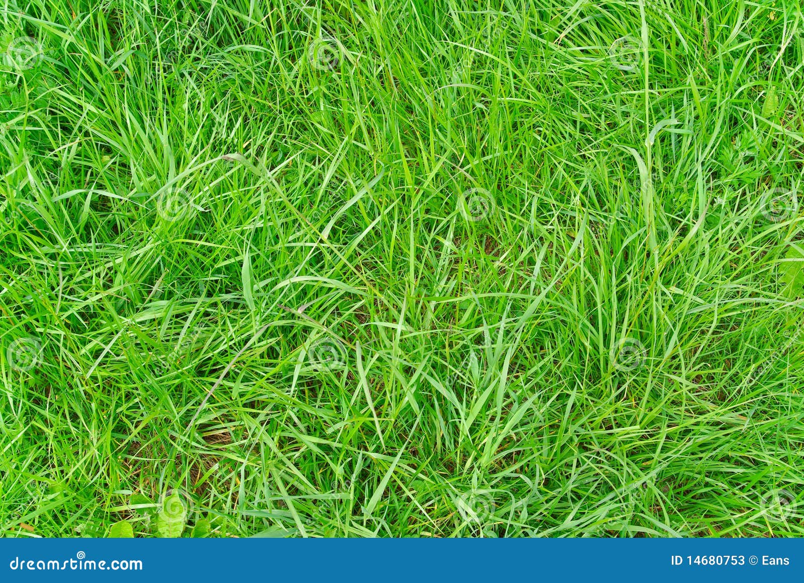 Fondo de la hierba imagen de archivo. Imagen de césped - 14680753