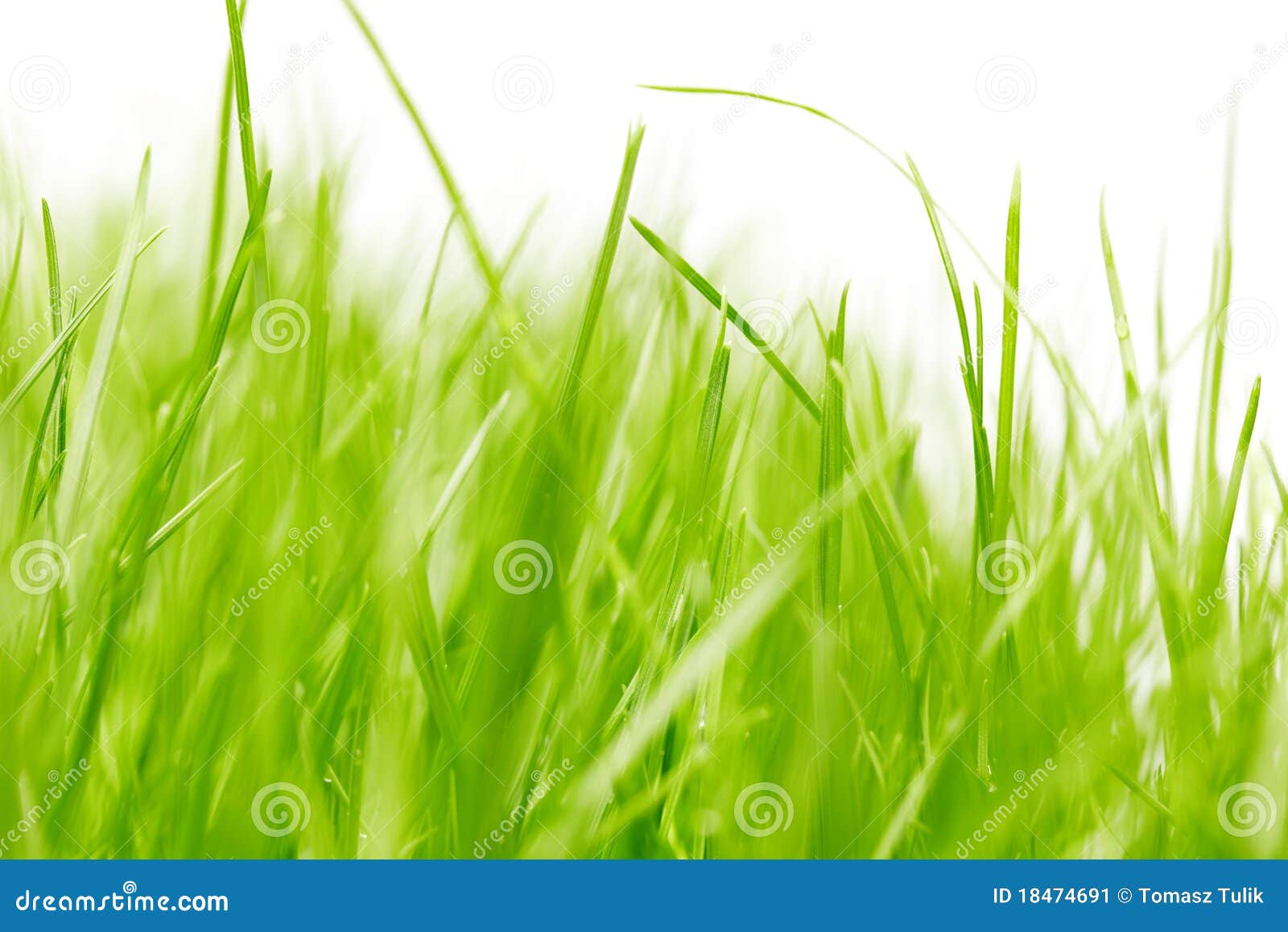 Fondo de la hierba imagen de archivo. Imagen de pasto - 18474691