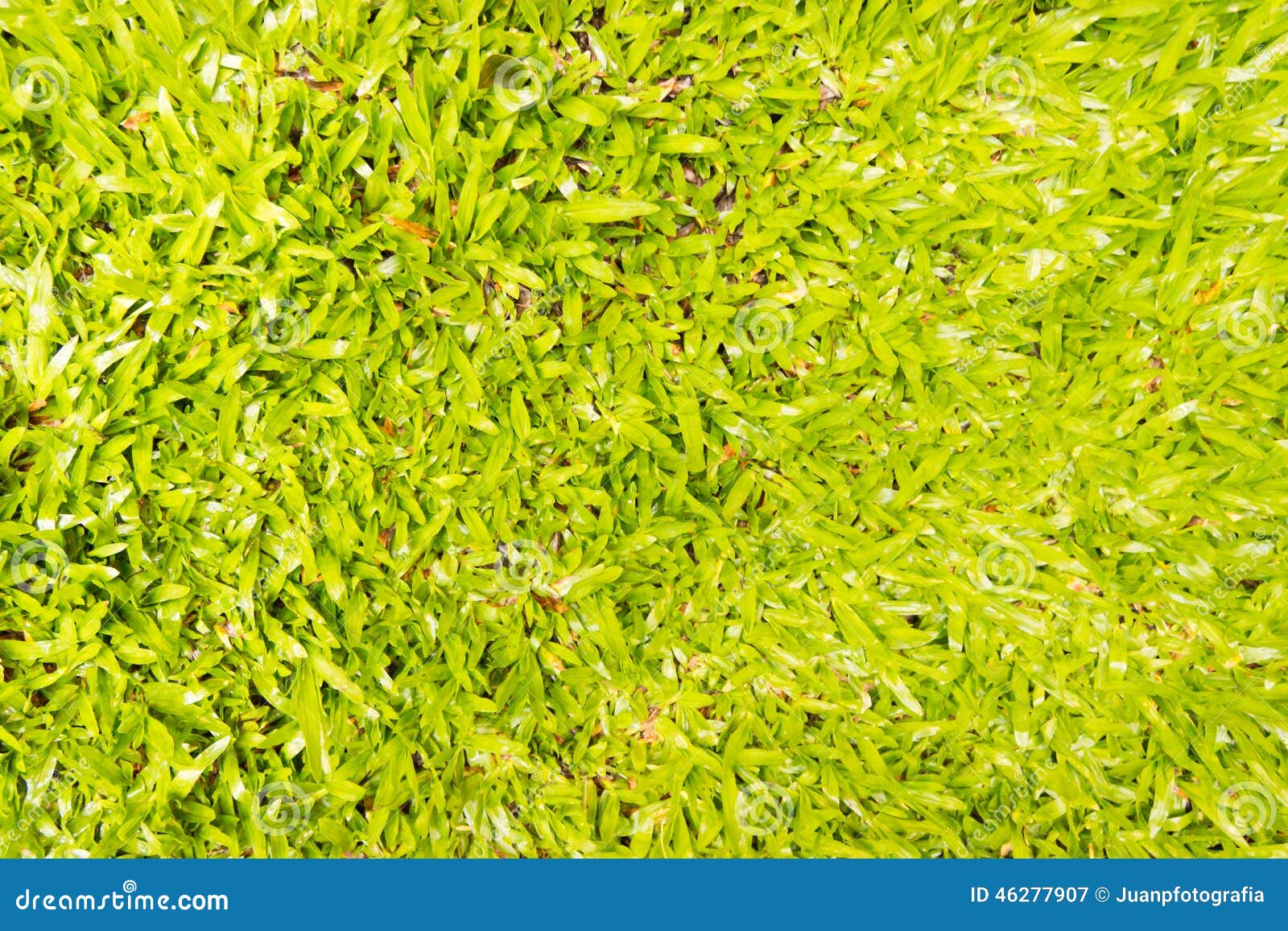 Fondo de la hierba imagen de archivo. Imagen de hierba - 46277907