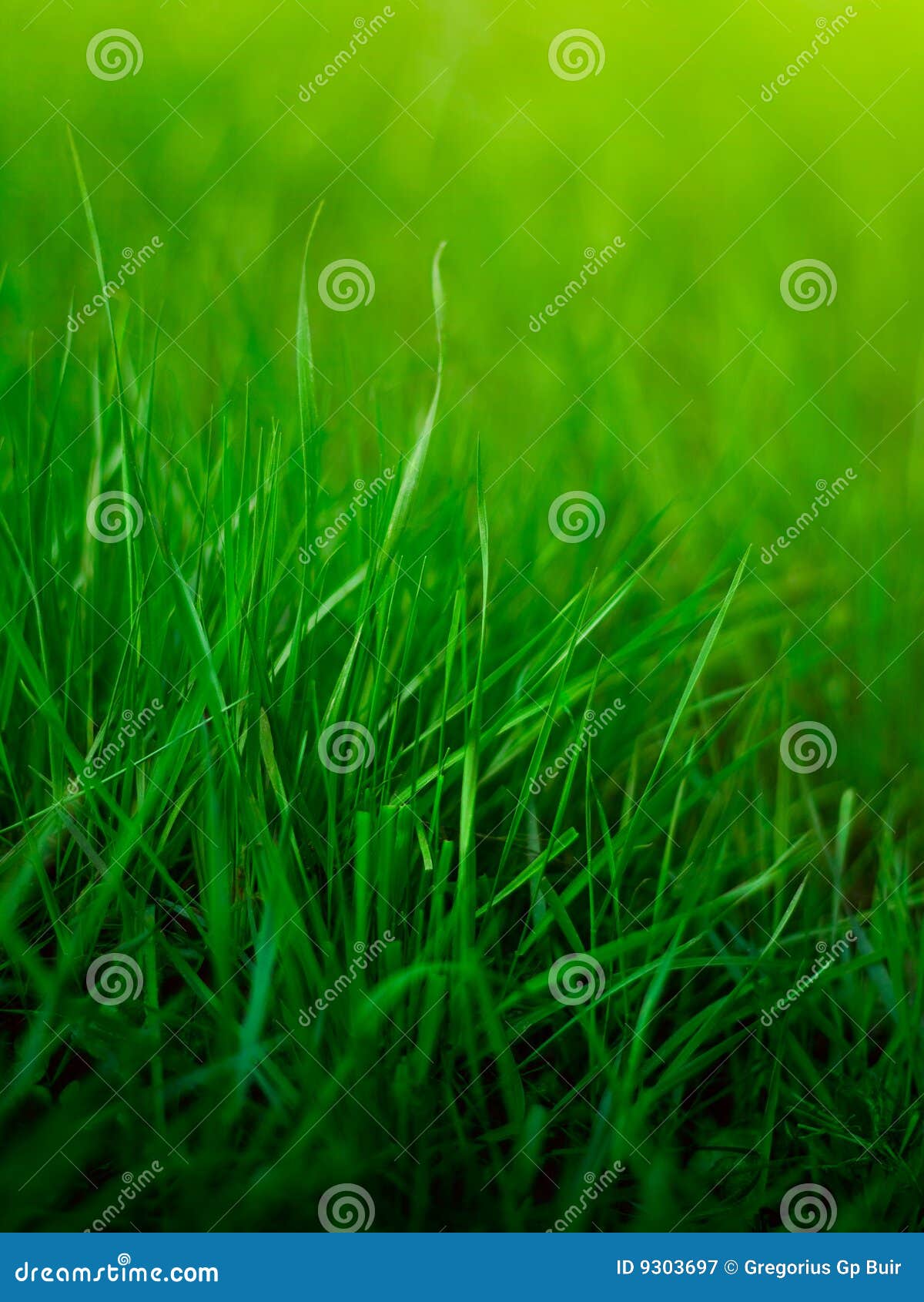 Fondo de la hierba imagen de archivo. Imagen de prado - 9303697