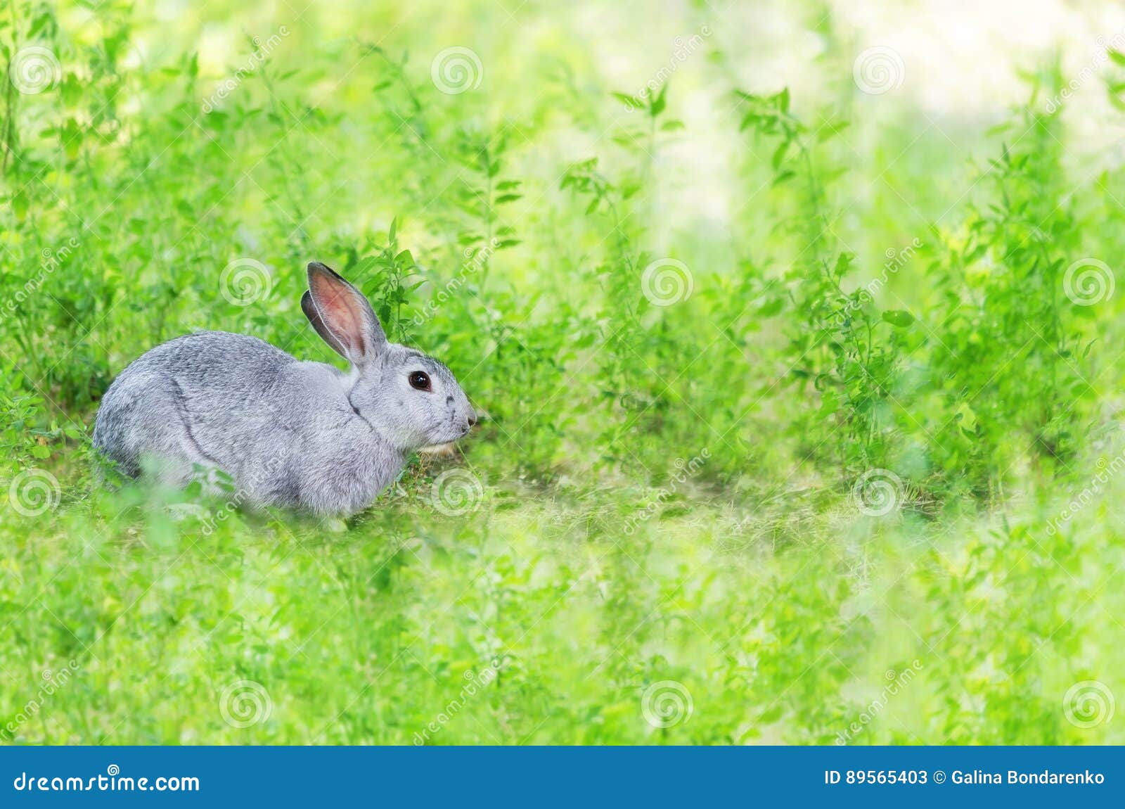 Fondo De La Hierba Con El Conejo Imagen de archivo - Imagen de hierba ...