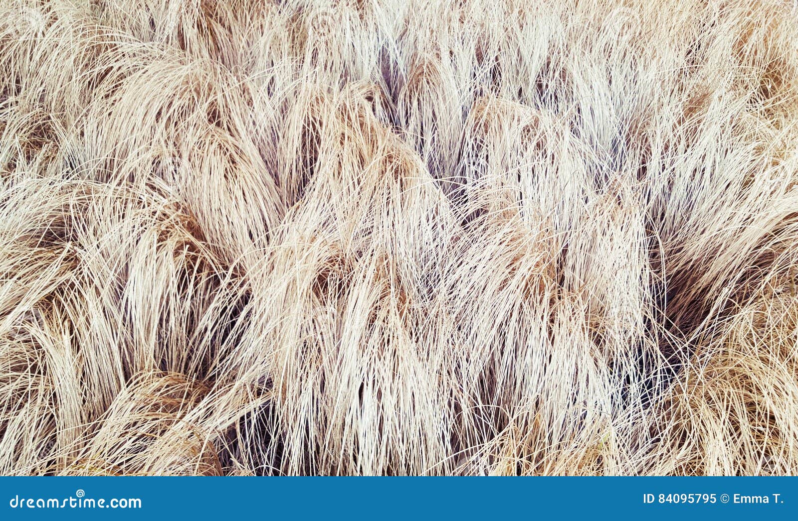Fondo de la hierba seca imagen de archivo. Imagen de textura - 84095795
